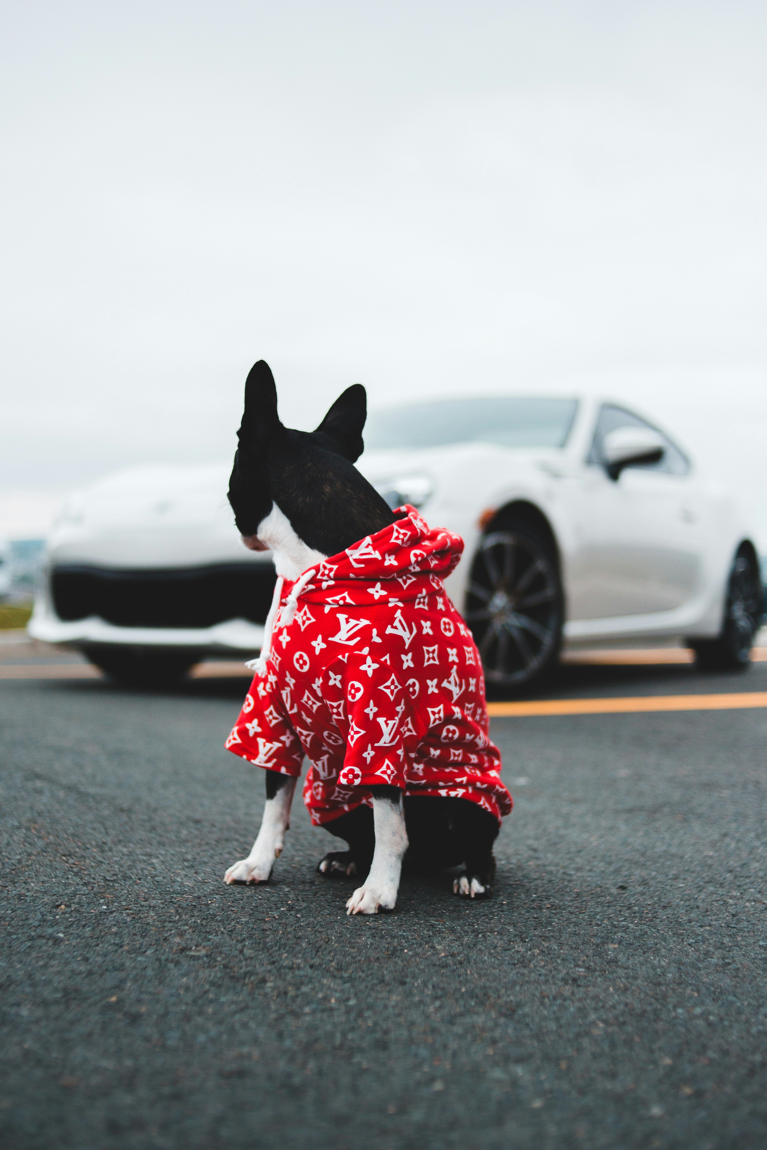 black and white short coated dog in red and white polka dot dress walking on road