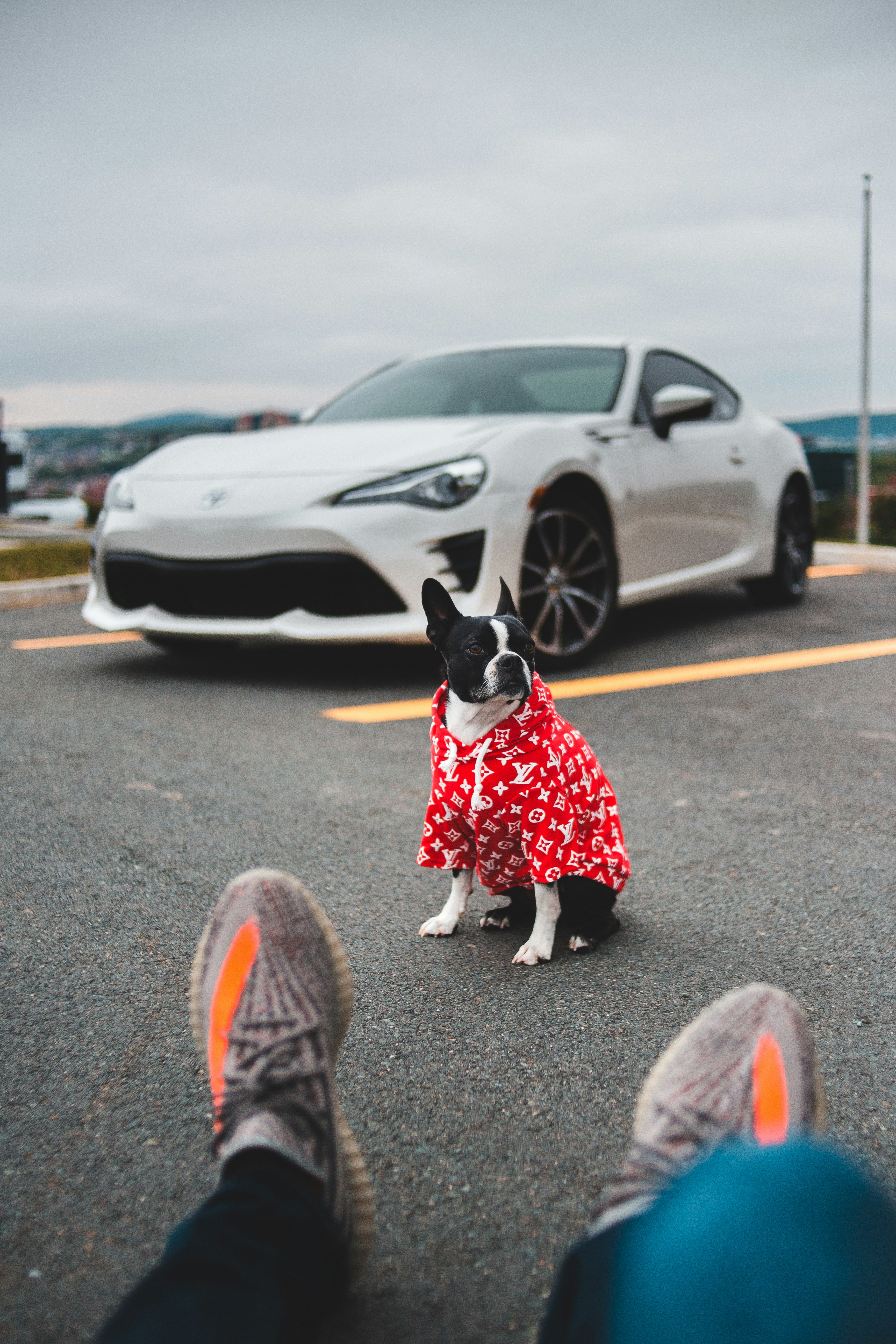 Red-wrapped canine newcomer in a parking lot with a white sports car
