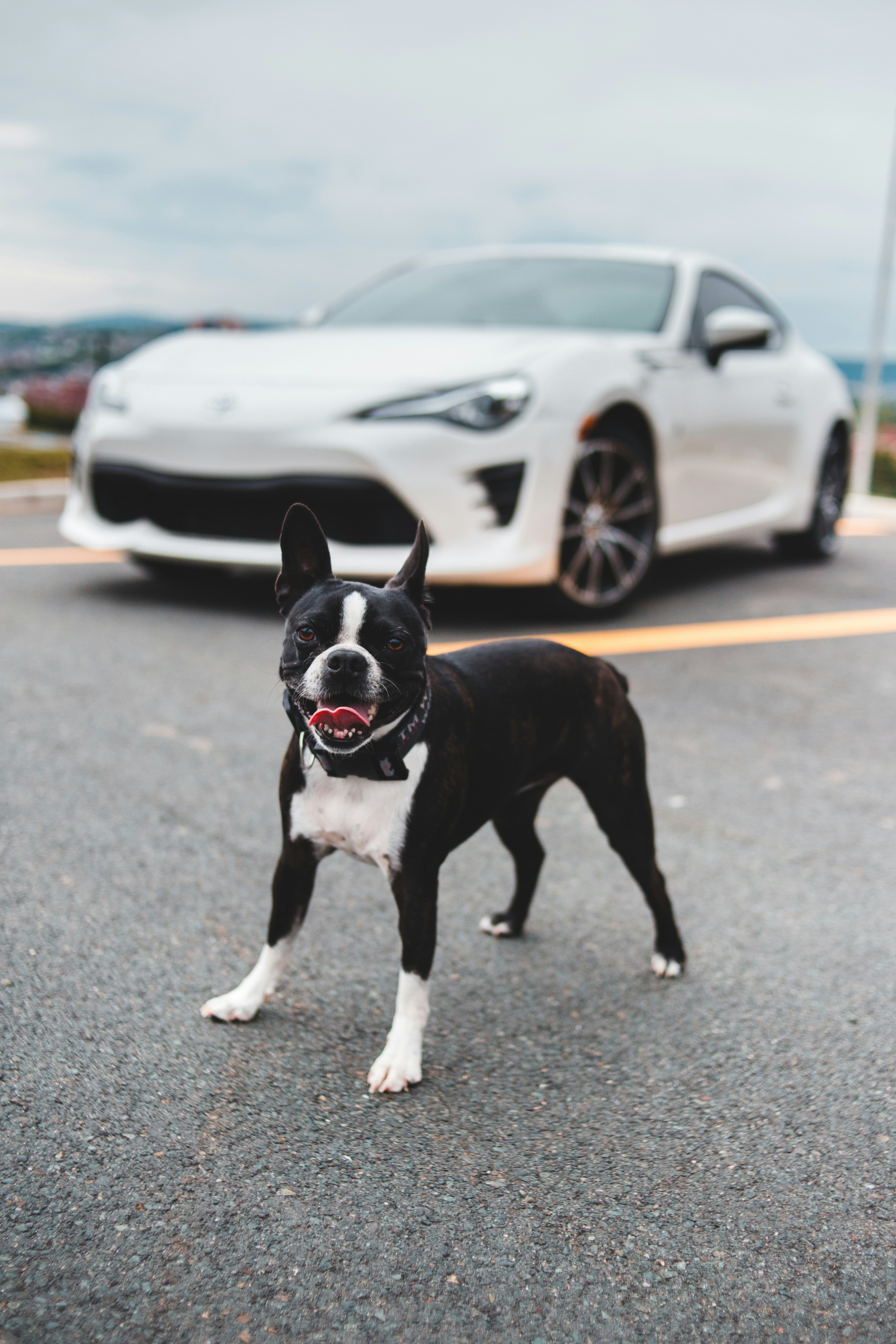 black and white short coated dog on gray asphalt road during daytime