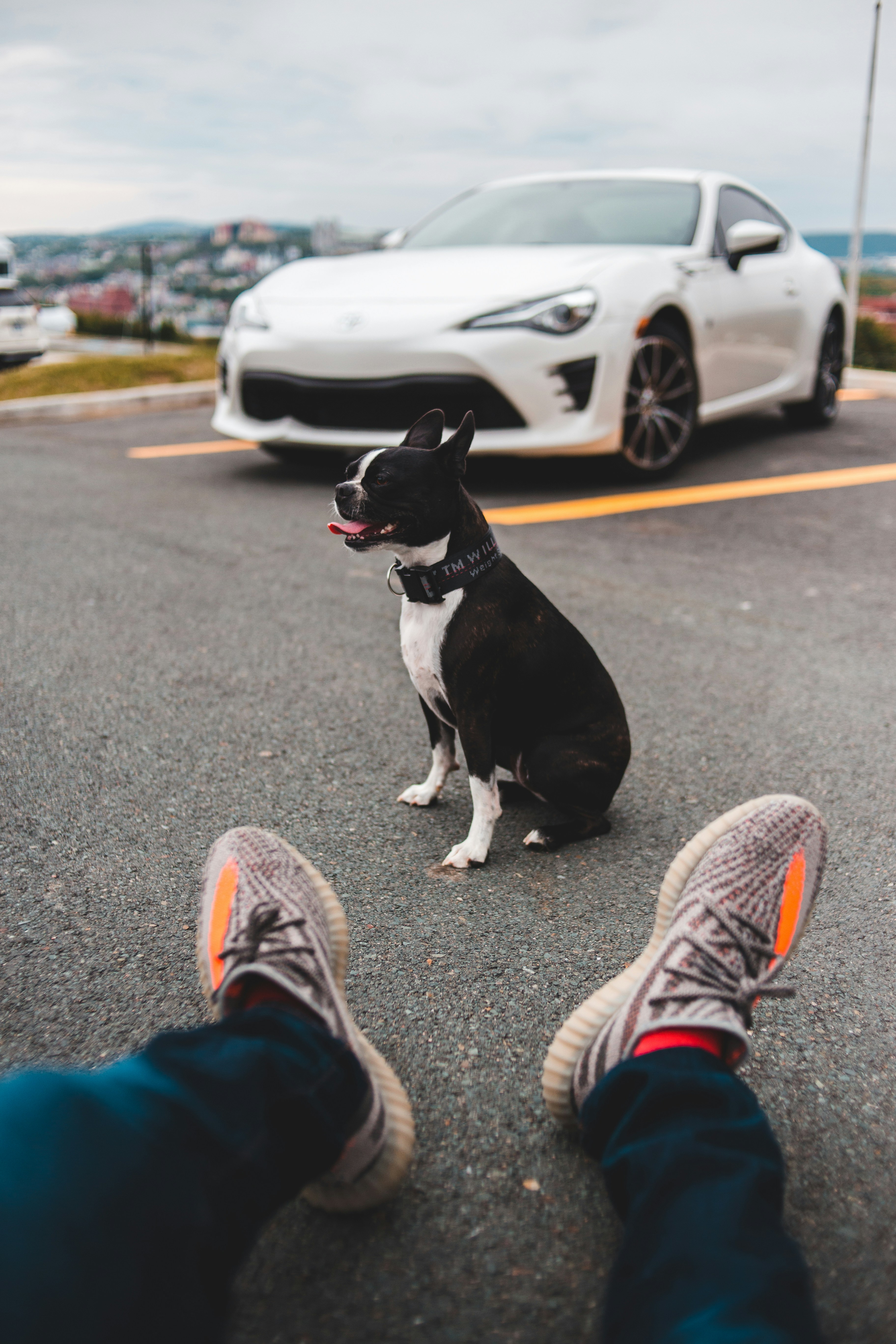 Paws and Power: A Boston Terrier in the Foreground, with a White Sports Car in the Background