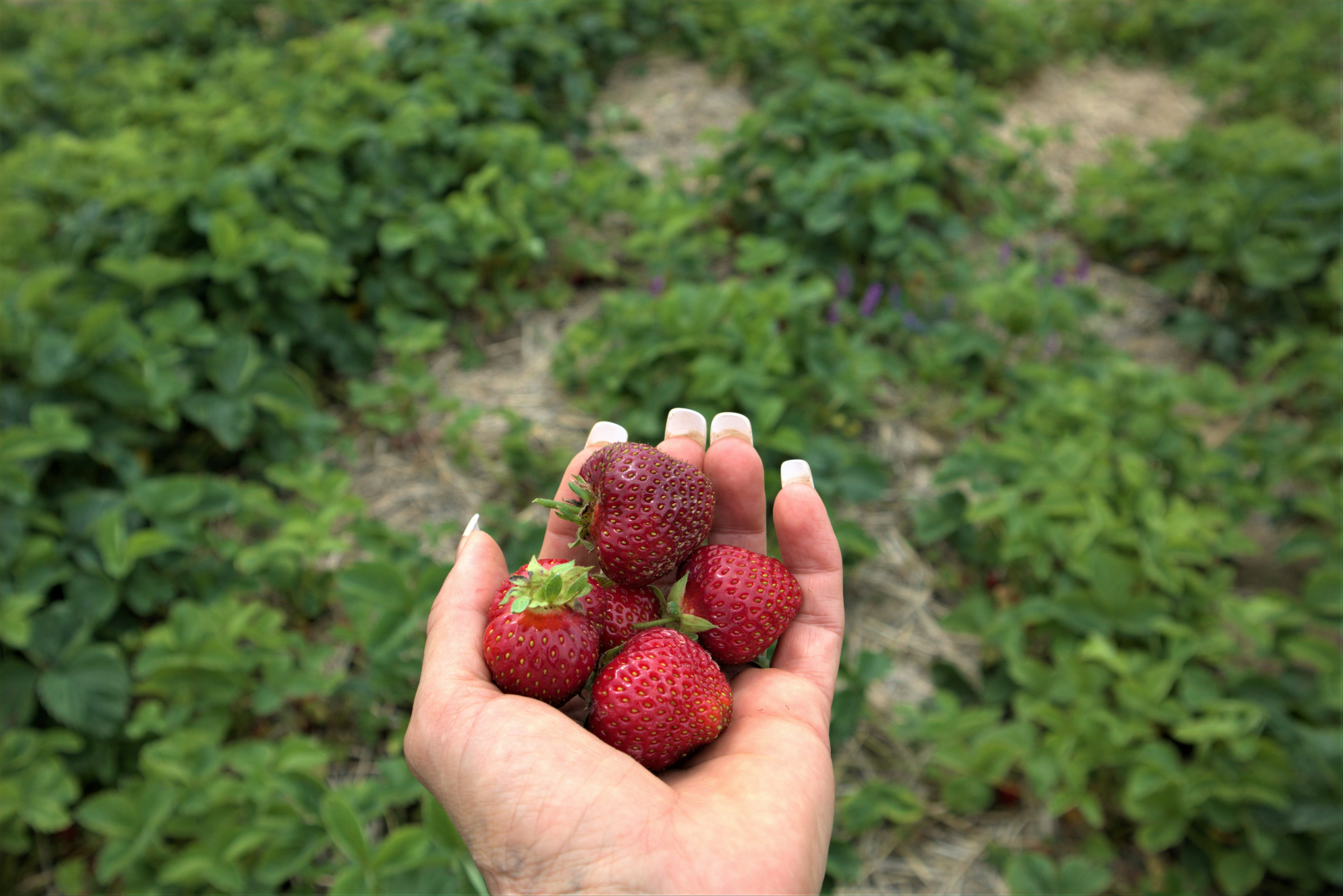 A hand holds a cluster of ripe strawberries against a lush green backdrop of strawberry plants. The freshness of the fruit contrasts beautifully with the surrounding foliage.