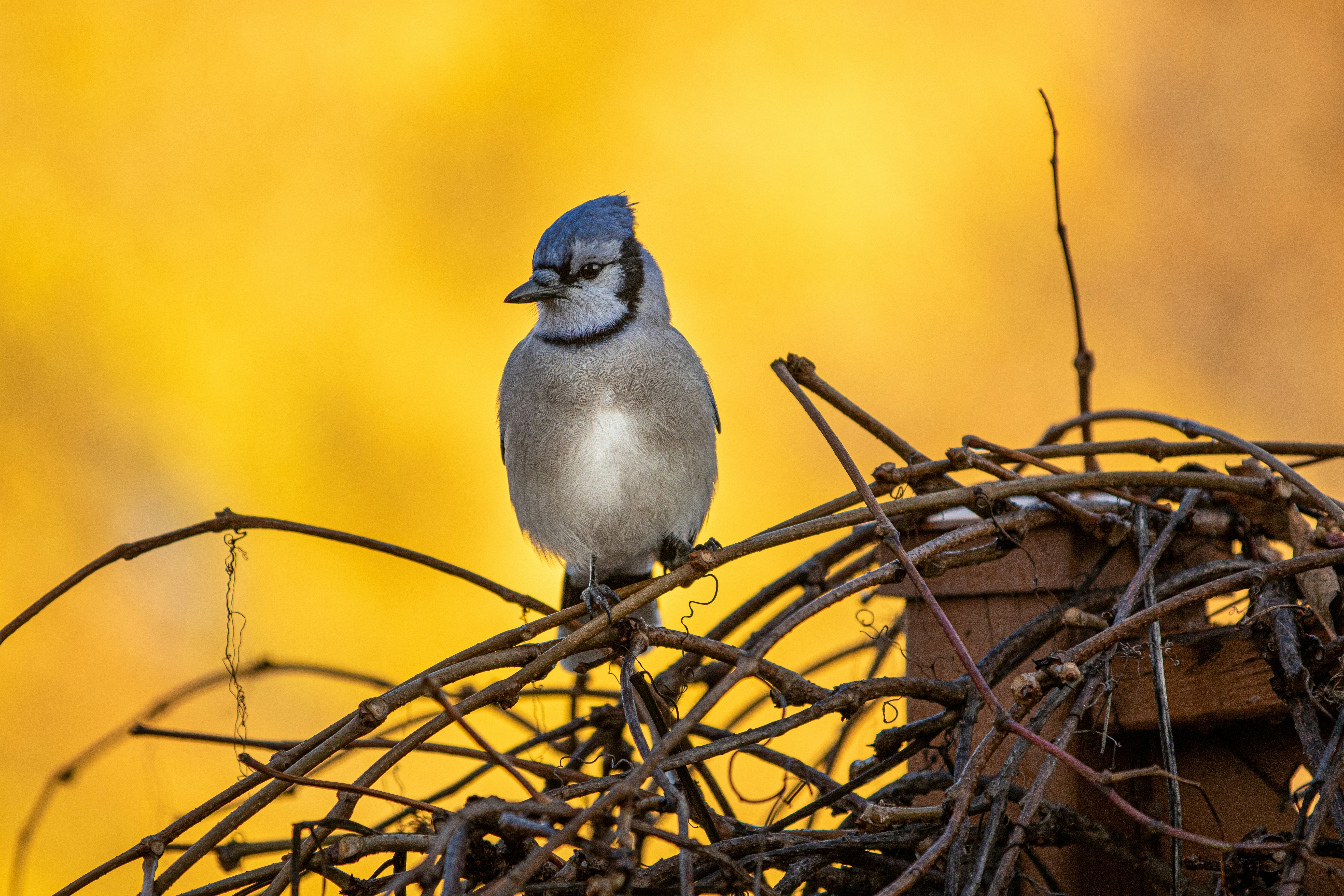Yellow Jay Bird