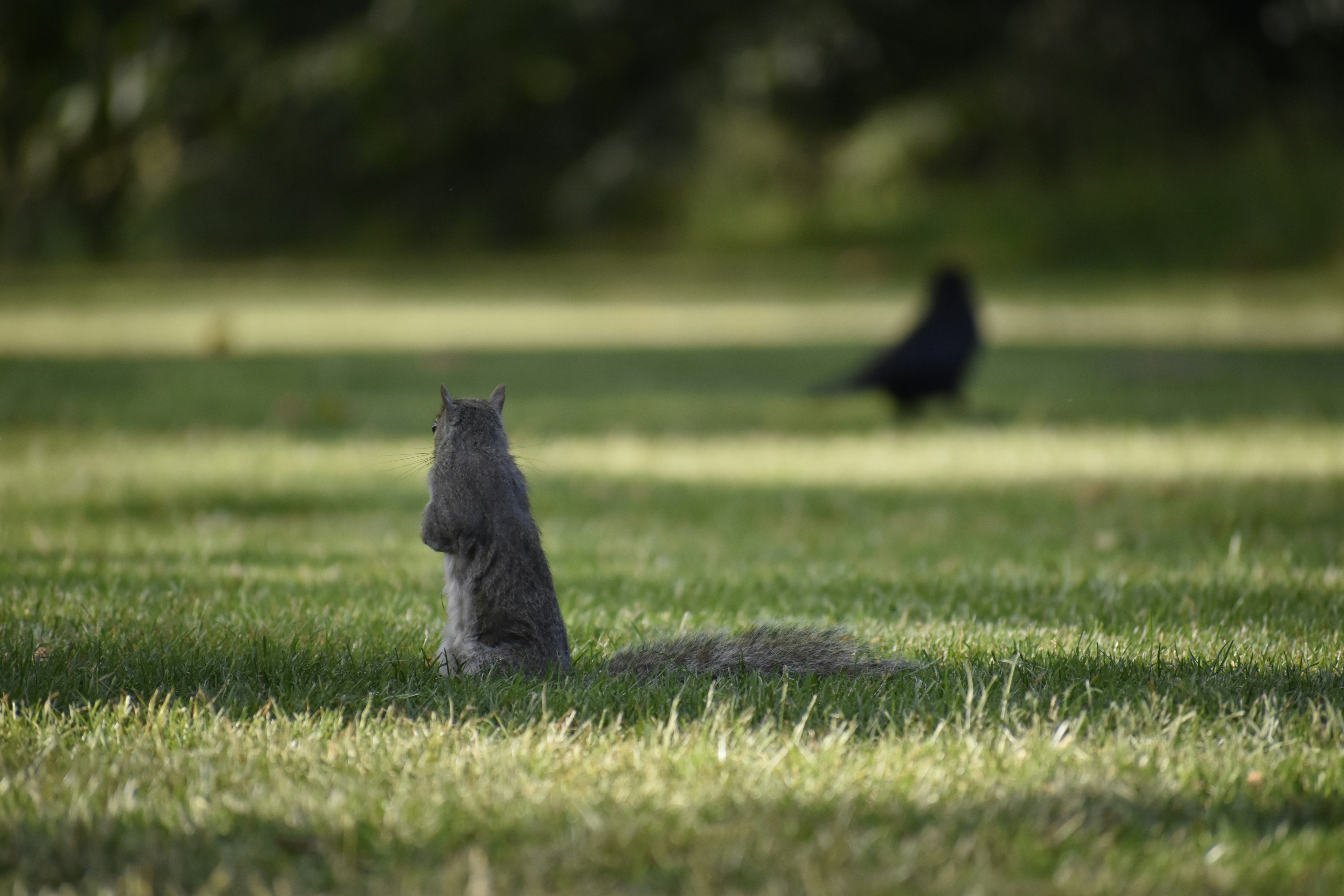 Sunlit Watcher: A Squirrel Upright in a Quiet Meadow