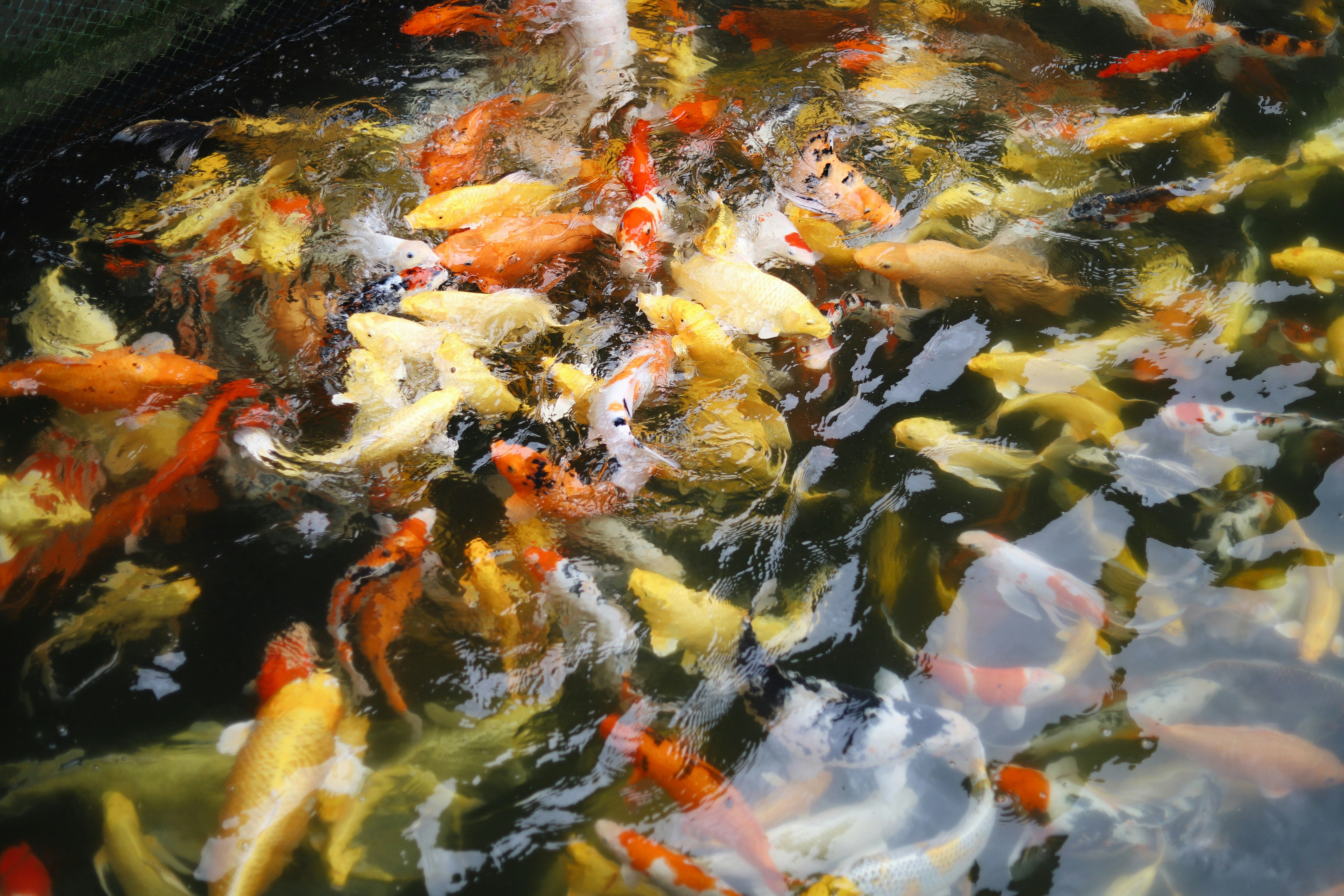 Vibrant koi fish swimming in a tranquil pond, showcasing a blend of orange, yellow, and white hues against a reflective water surface.