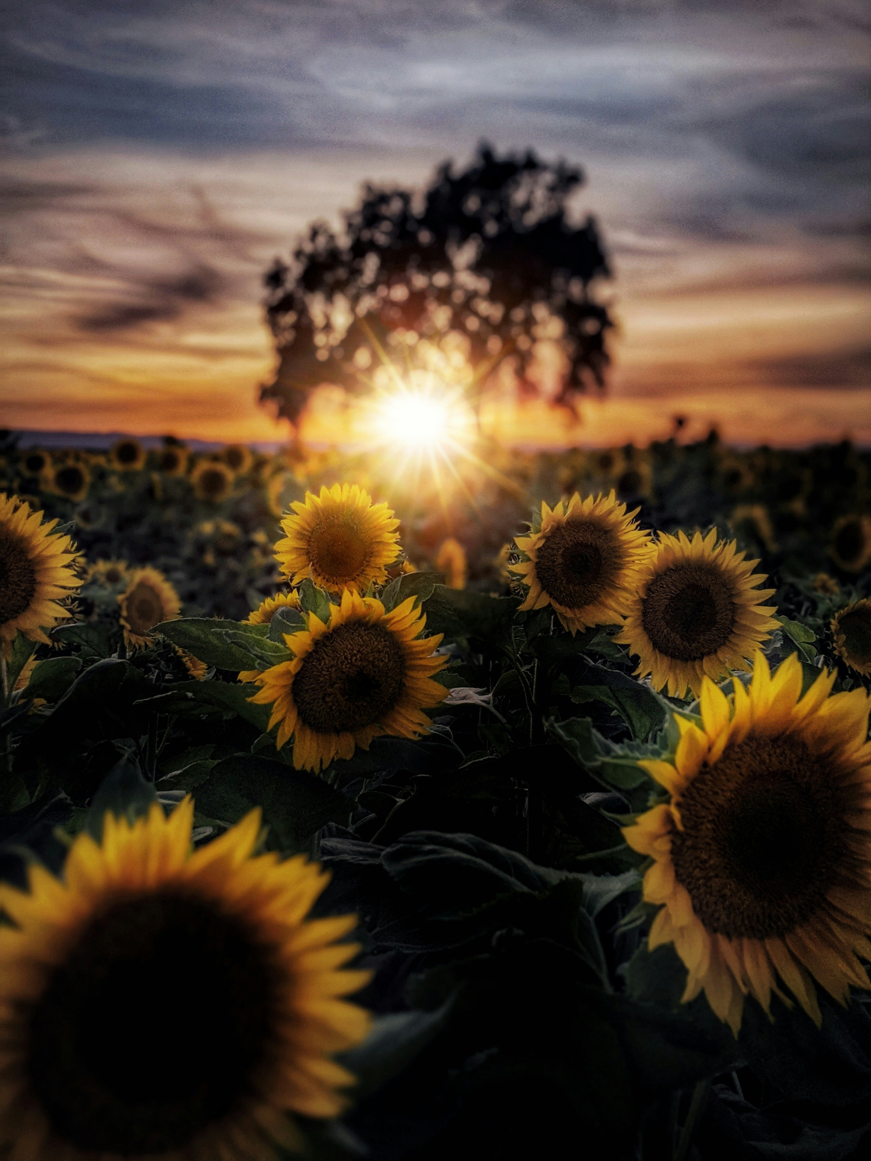 Vibrant sunflowers basking in golden sunlight with a silhouetted tree against a colorful sunset sky.