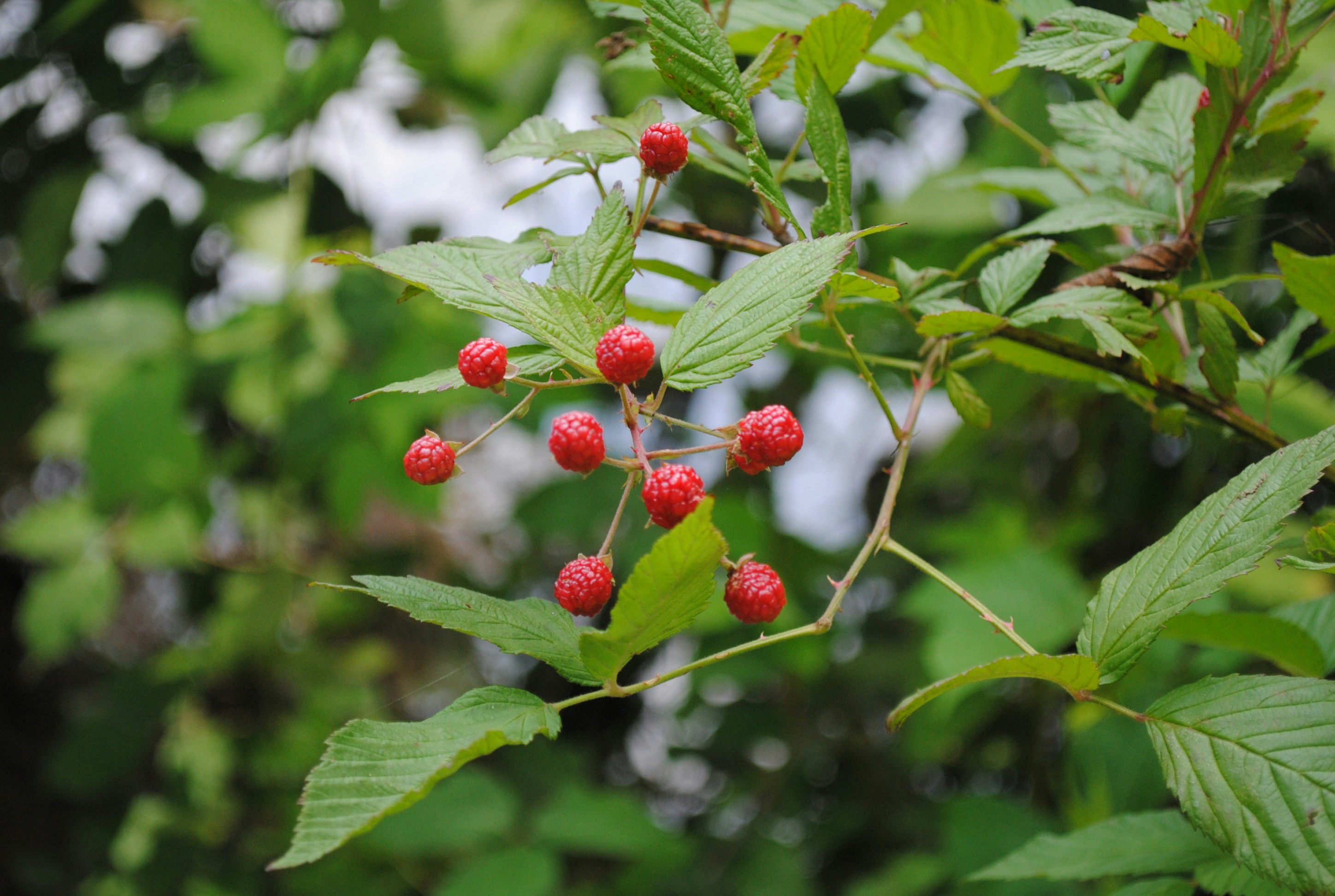 Fruits ronds rouges sur feuilles vertes photo – Photo Sauvage Gratuite ...