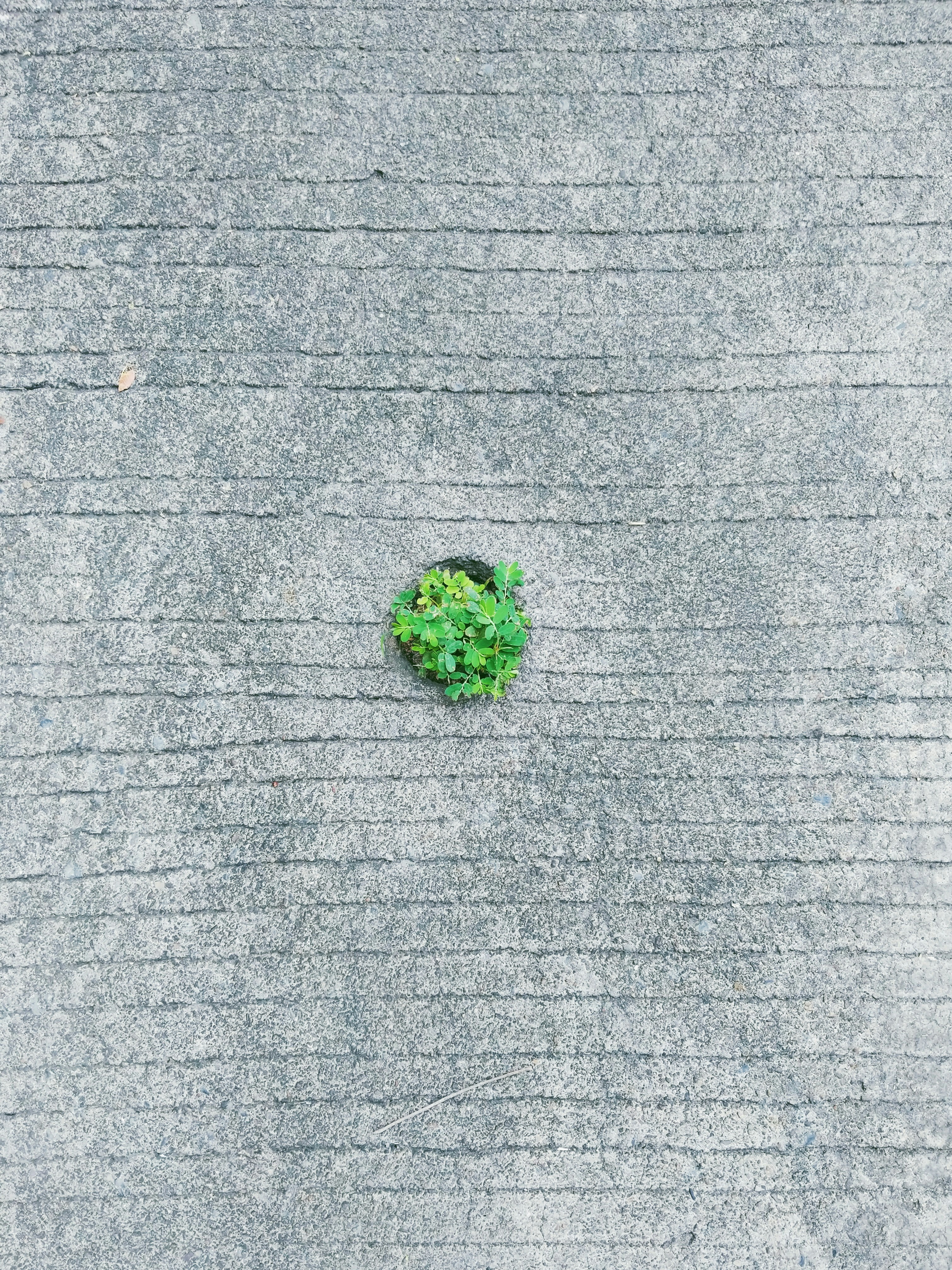 A Lone Green Fern Emerges from Concrete Grains