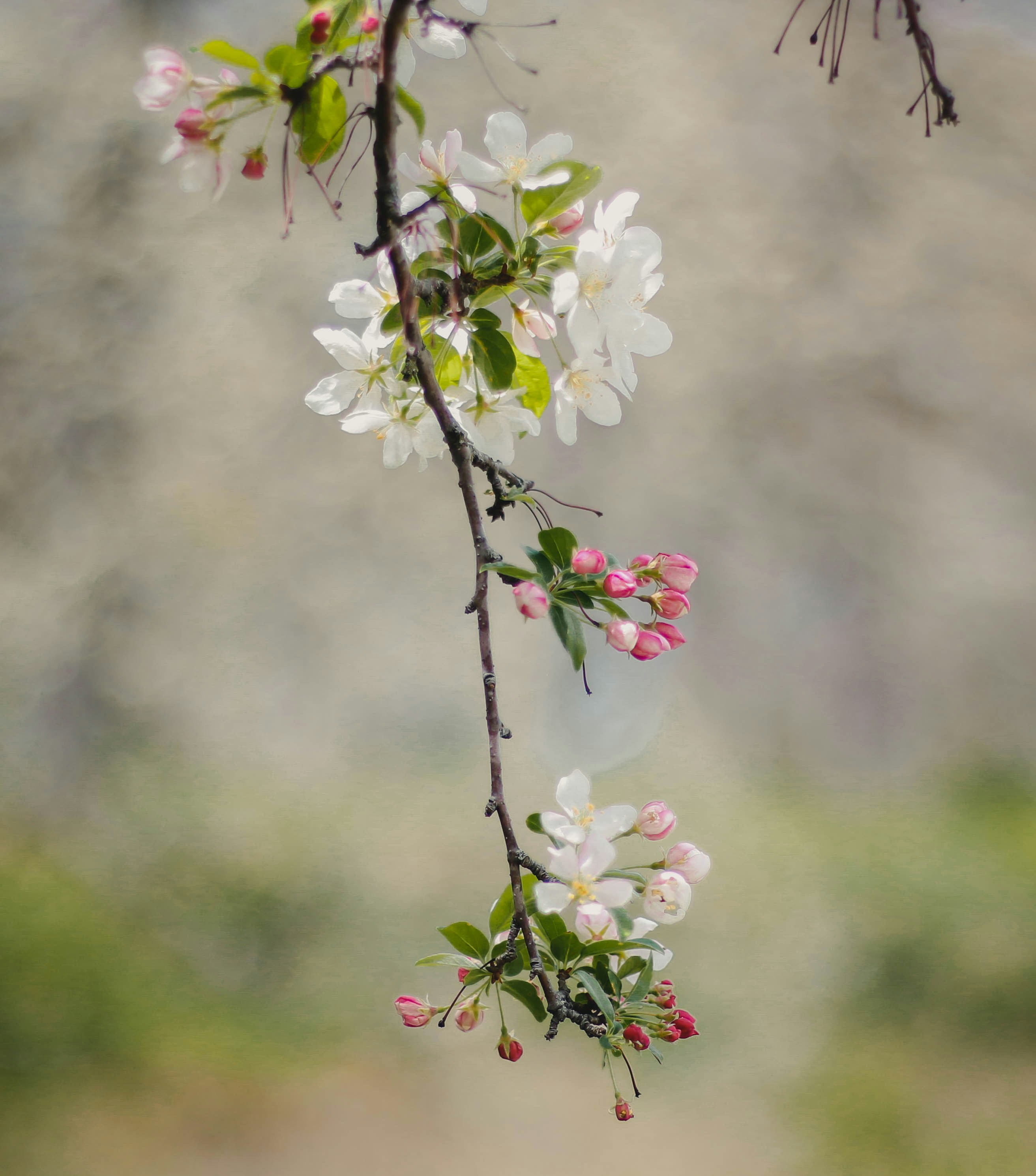Spring