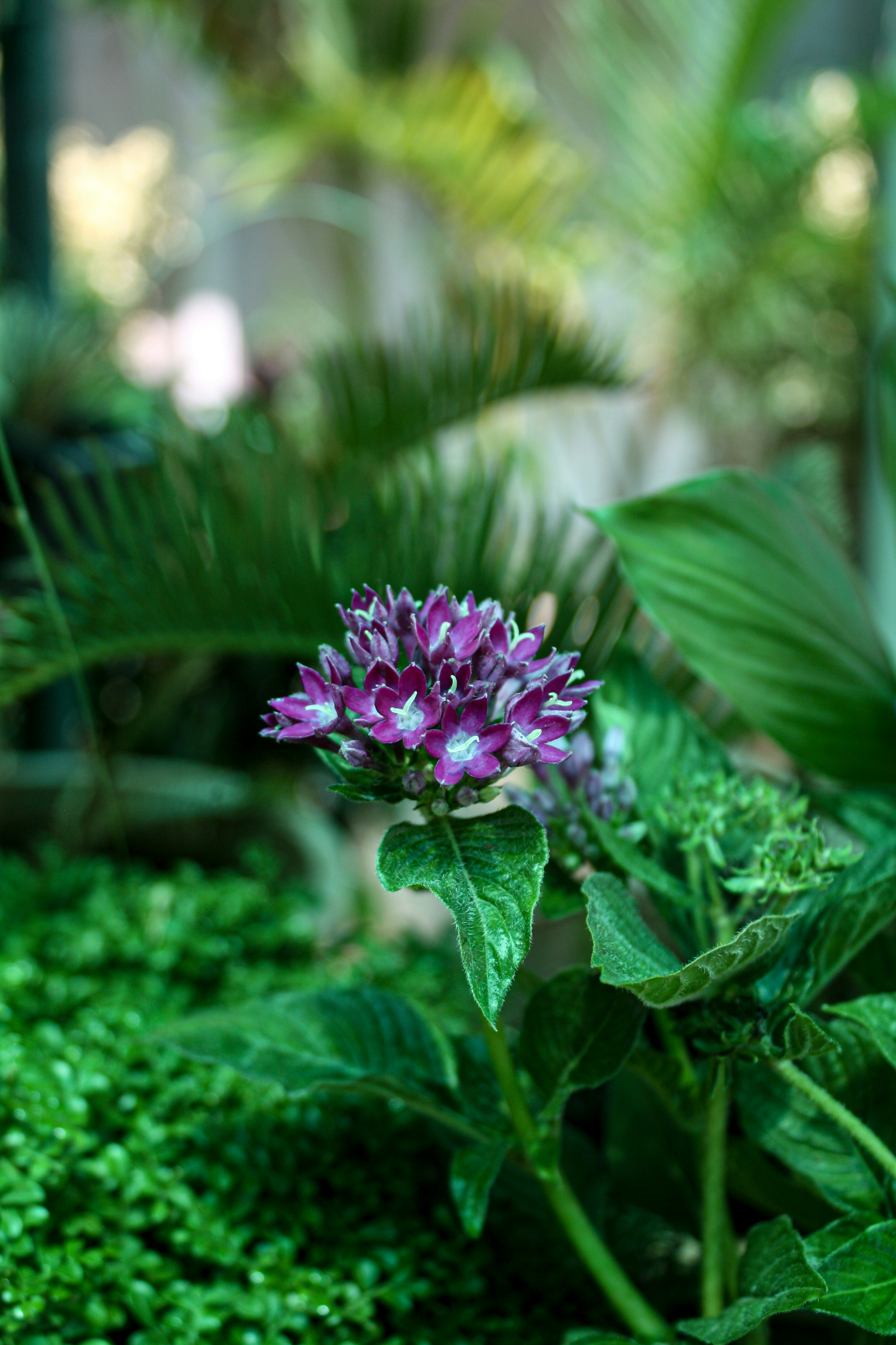 Mid-Garden Violet: a single bloom framed by emerald leaves