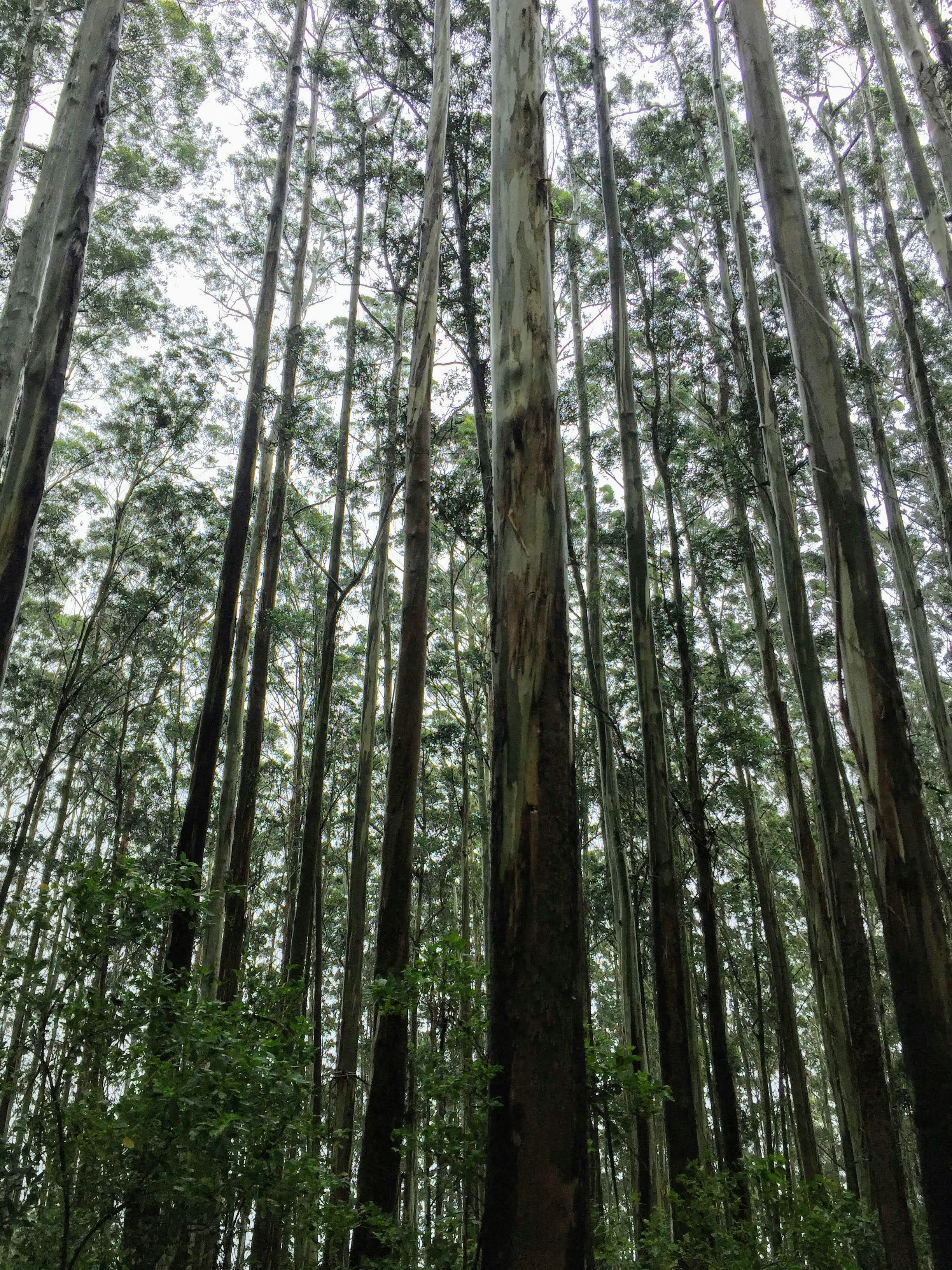Tall eucalyptus trees stretching towards the sky, surrounded by dense greenery. The image captures the serene atmosphere of a forest under a cloudy sky.