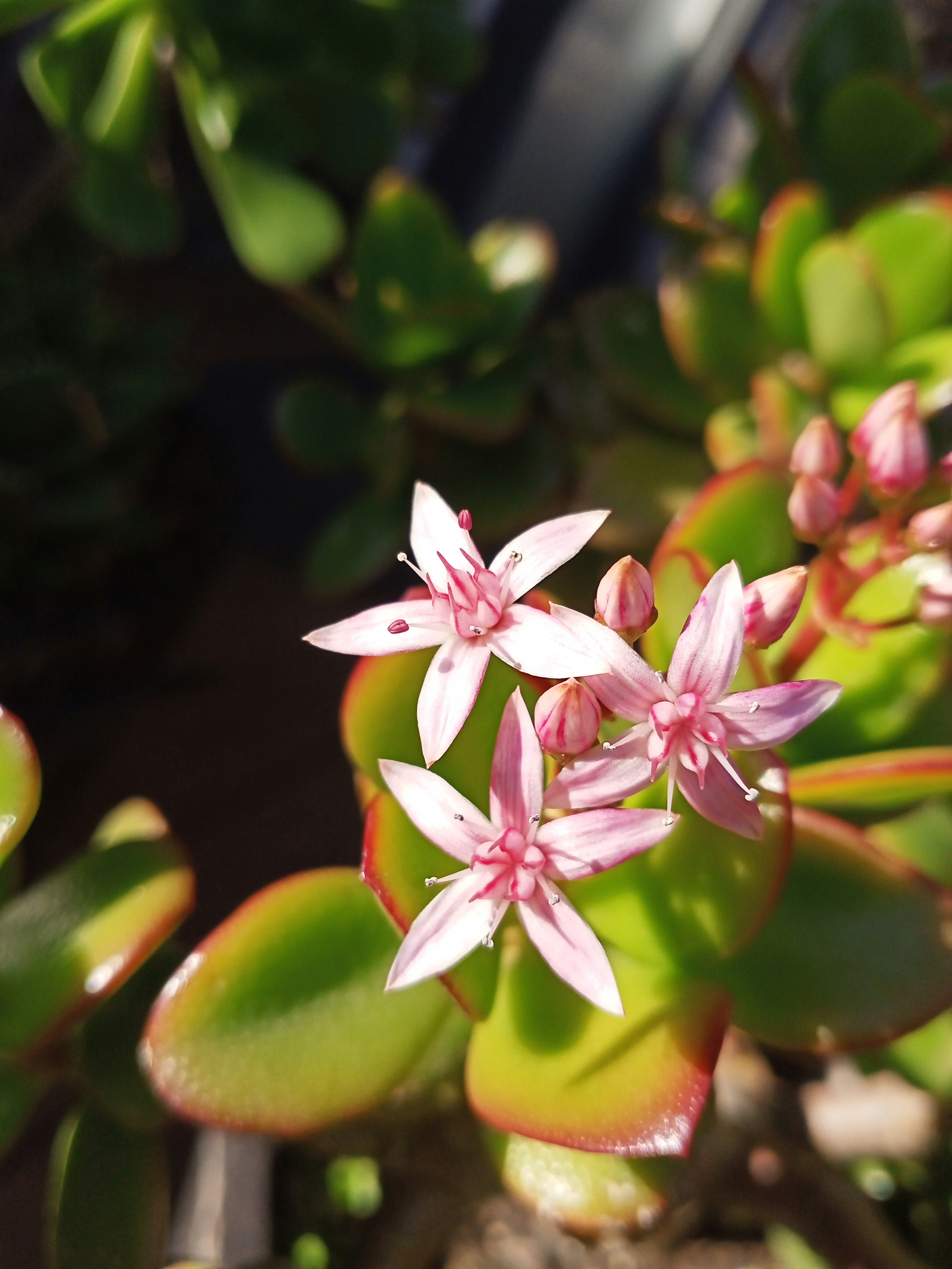 Sunlit pink starflowers rise from glossy jade rosettes