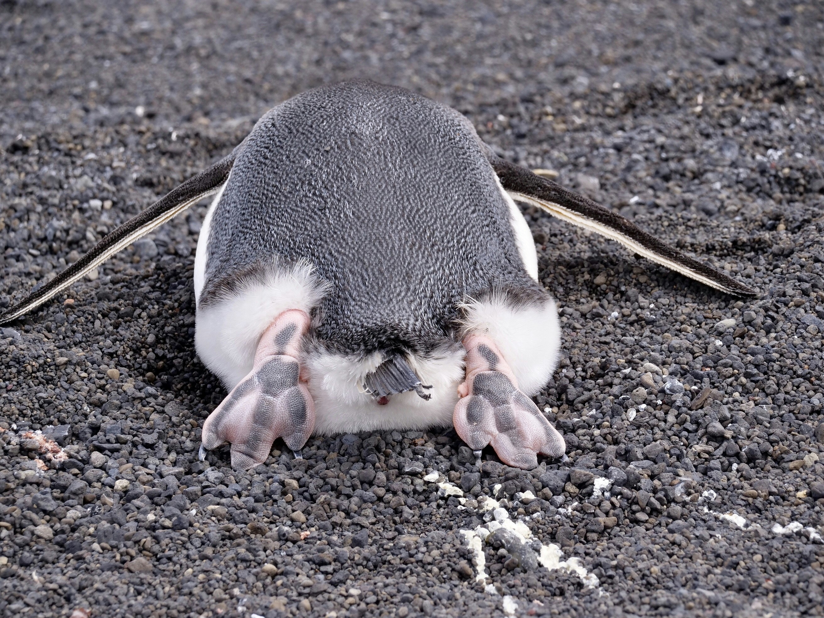 Pebble-stage Penguin: a close-up on a gravel shoreline