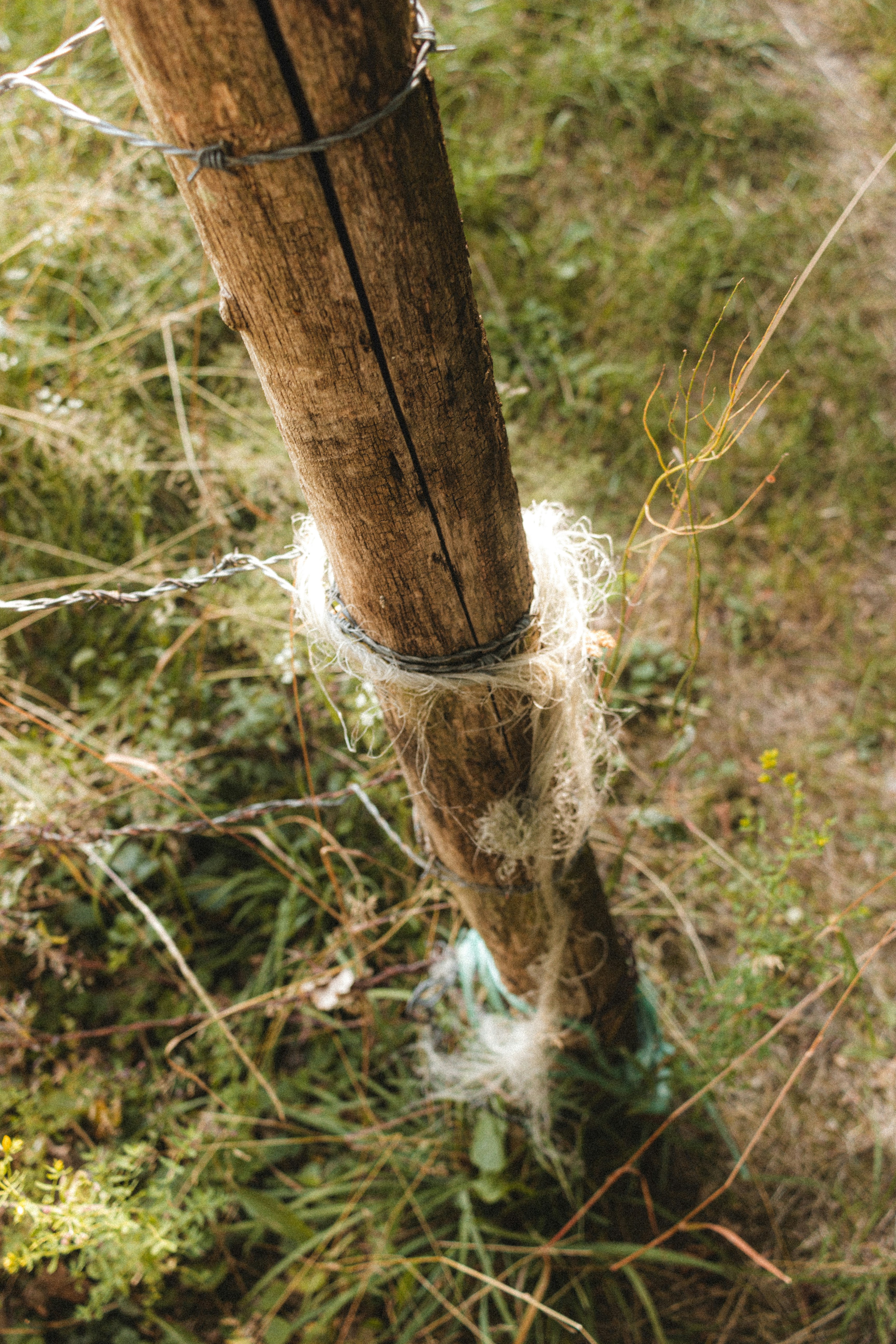 A weathered wooden post entwined with barbed wire and remnants of twine, surrounded by lush grass and wild vegetation.