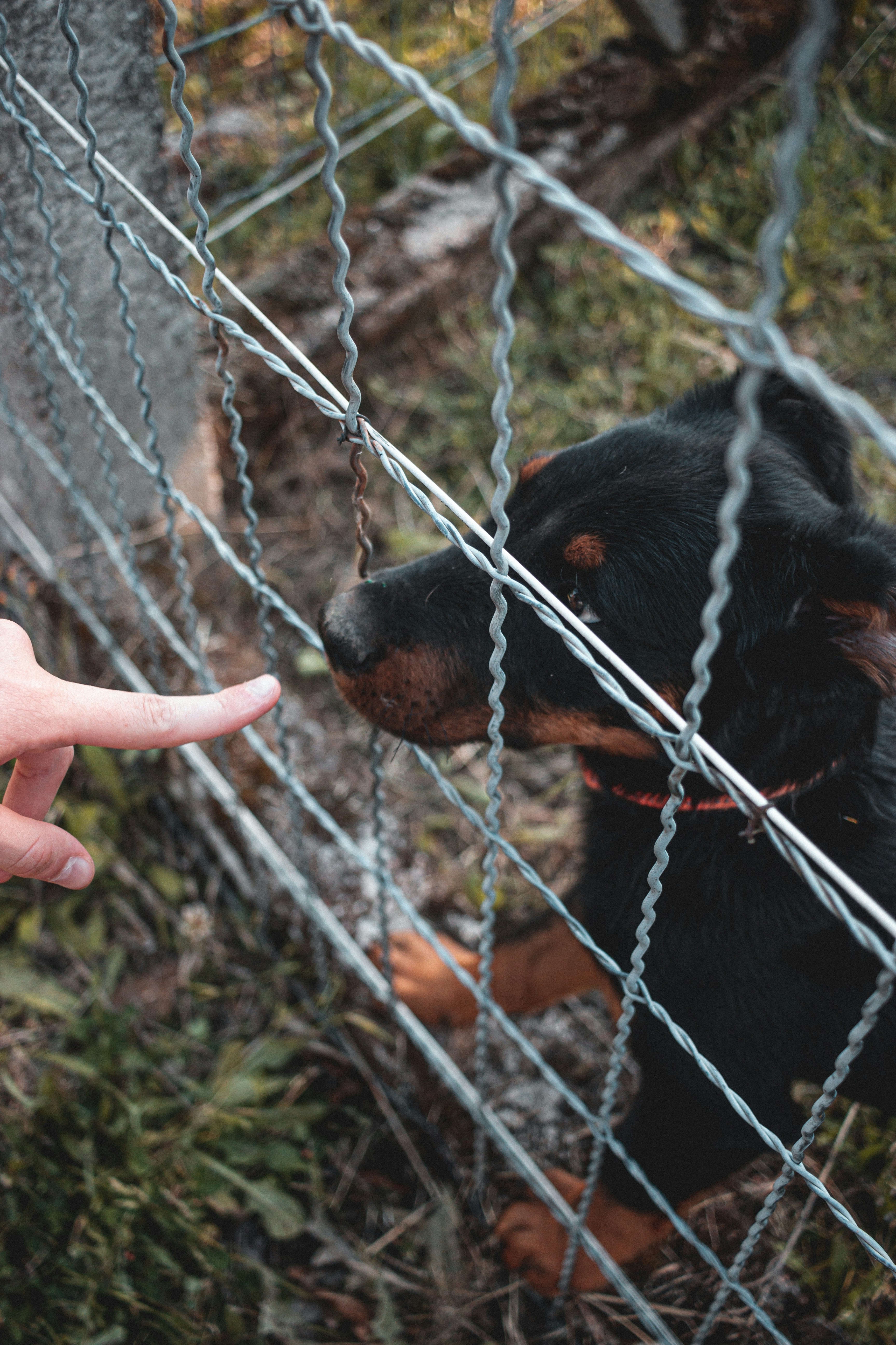 A wary nibble from behind the wire: a canine meeting through the fence