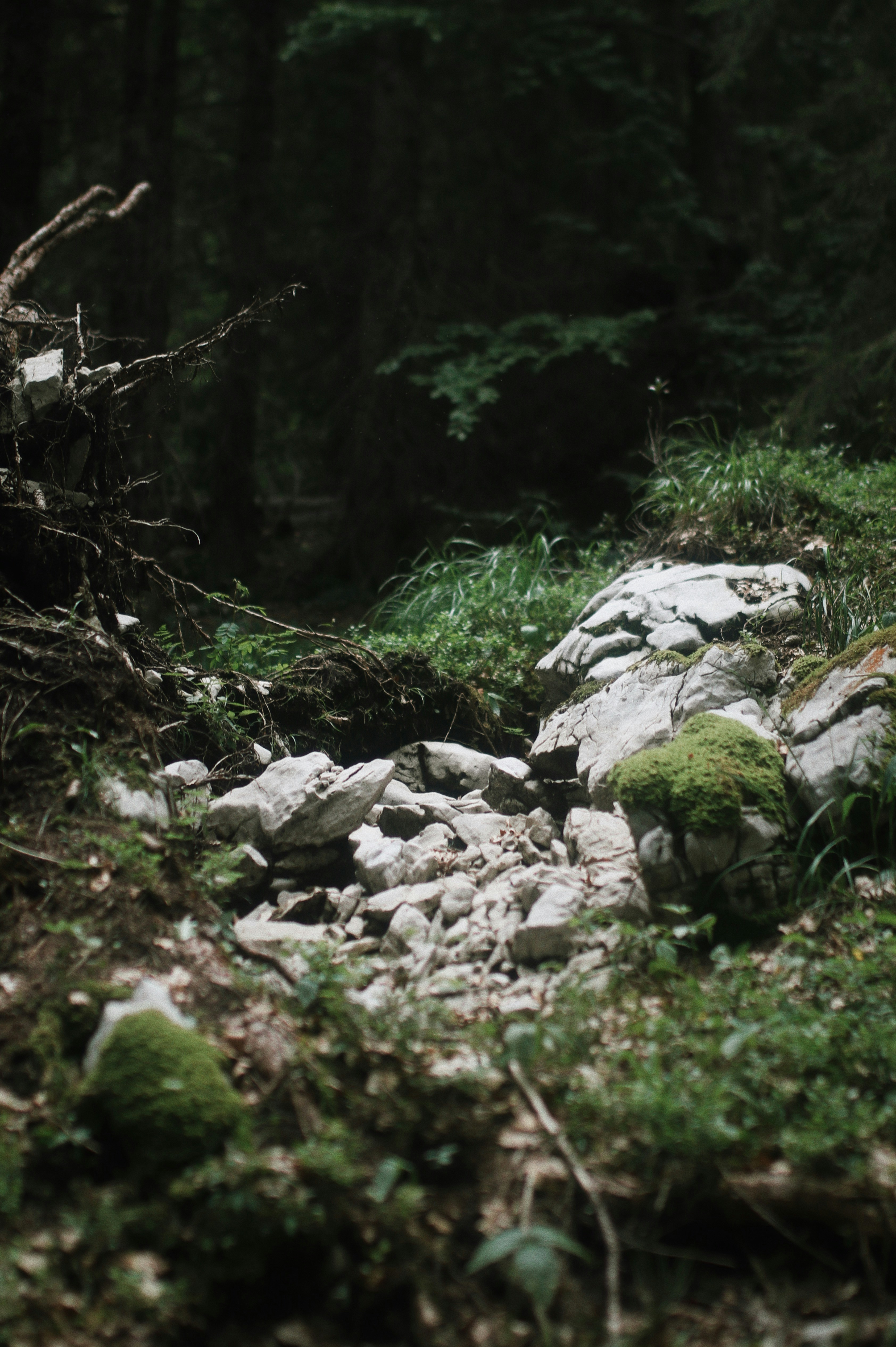 Rocky Environment | 5 best free outdoor, green, plant and land photos ...