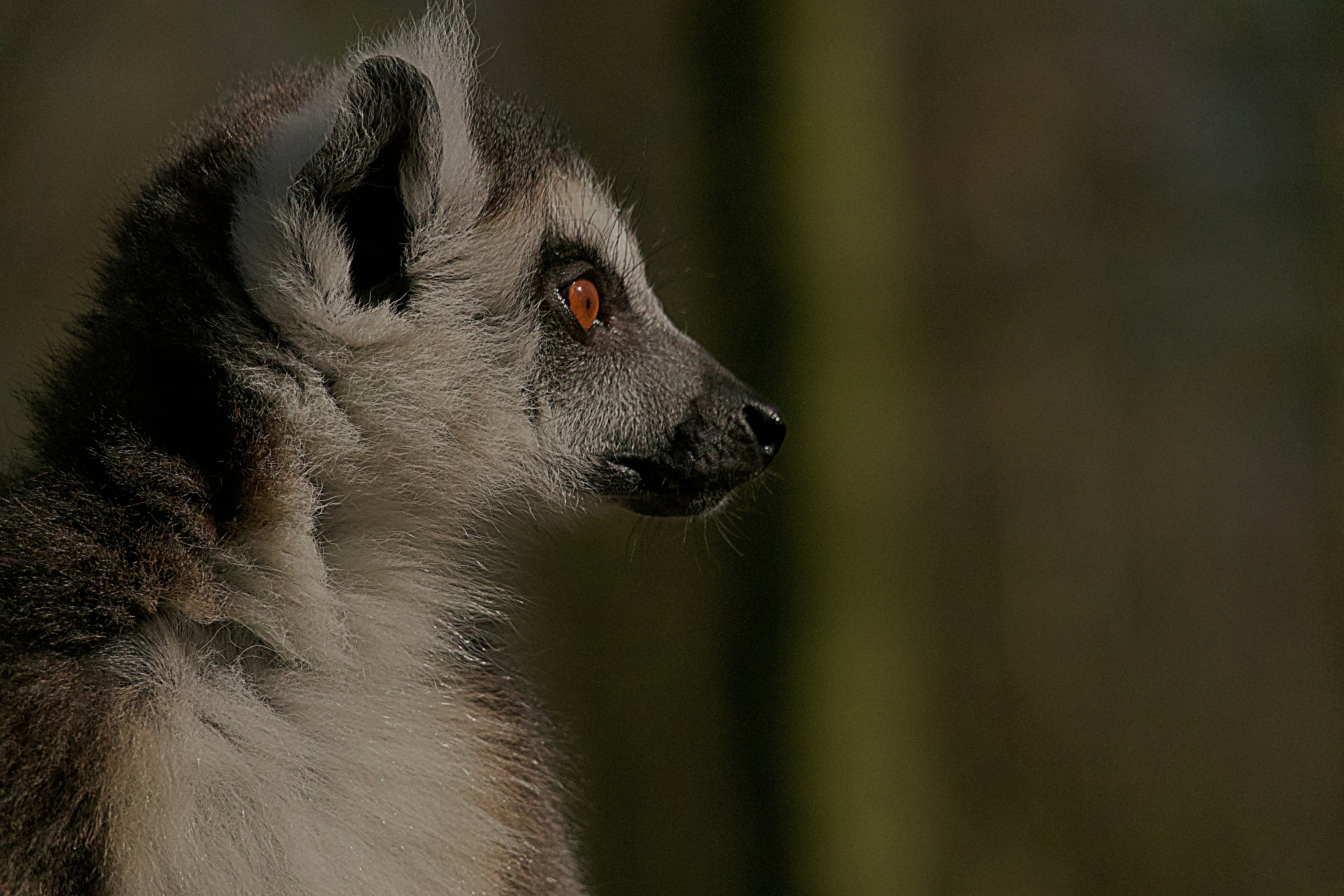 Iris Wolf Procter Pictures | Download Free Images on Unsplash