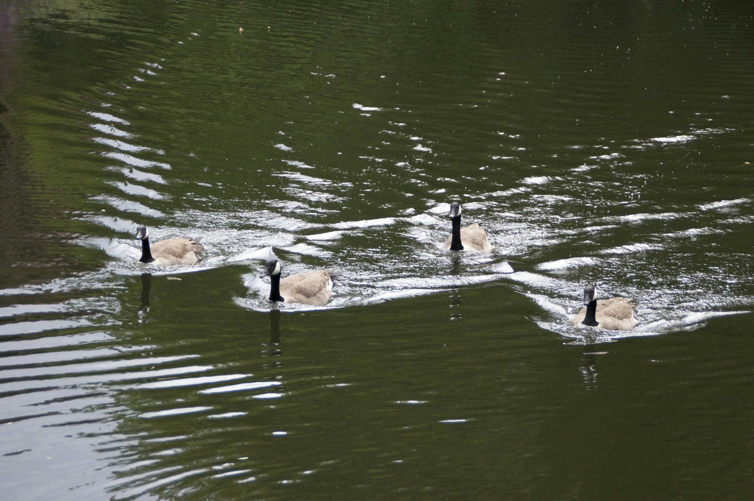 Four geese gracefully traverse a tranquil pond, leaving ripples in their wake. Their synchronized movement captures a moment of serene wildlife interaction.
