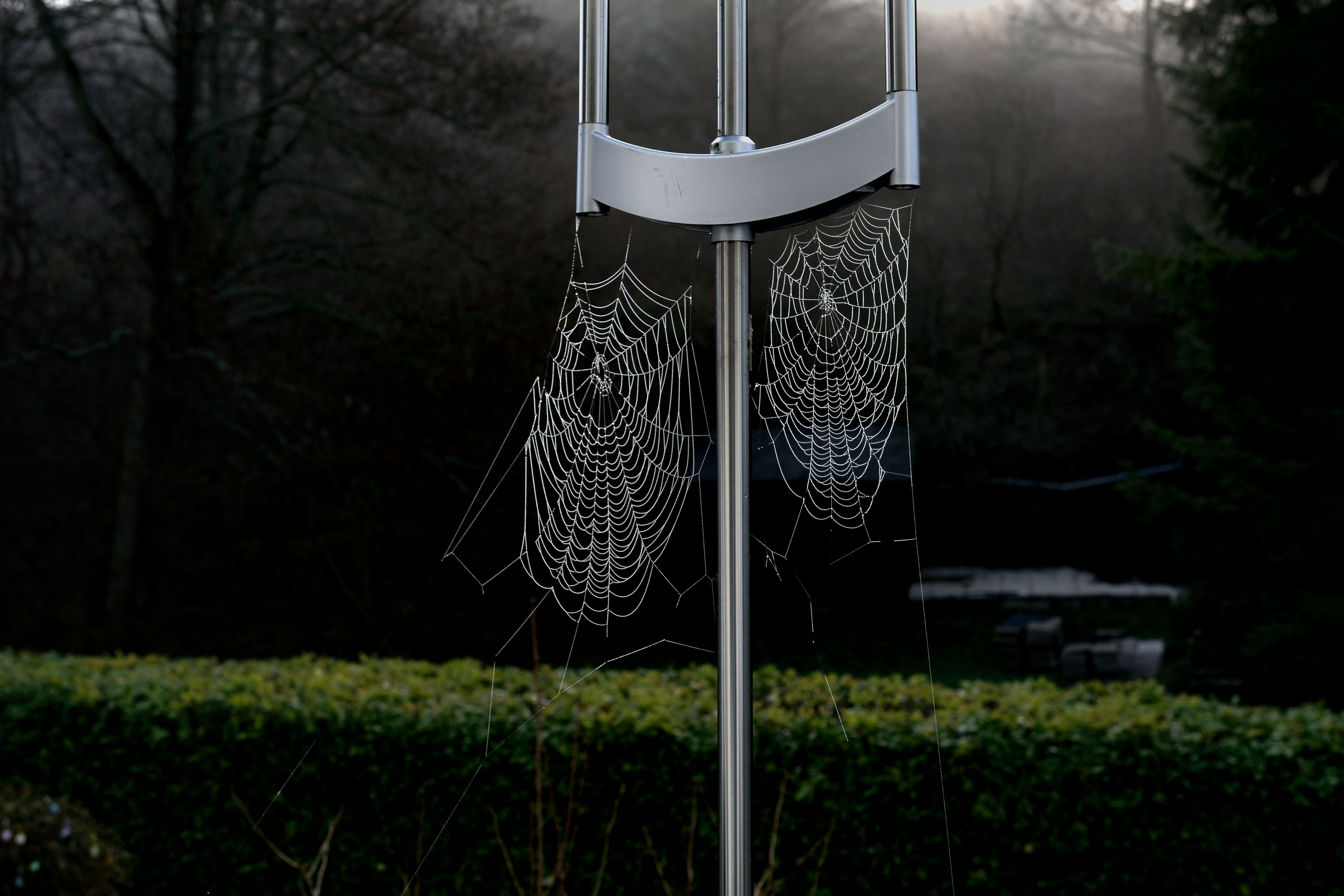White and black spider web on gray metal pole photo – Free Hessen Image ...