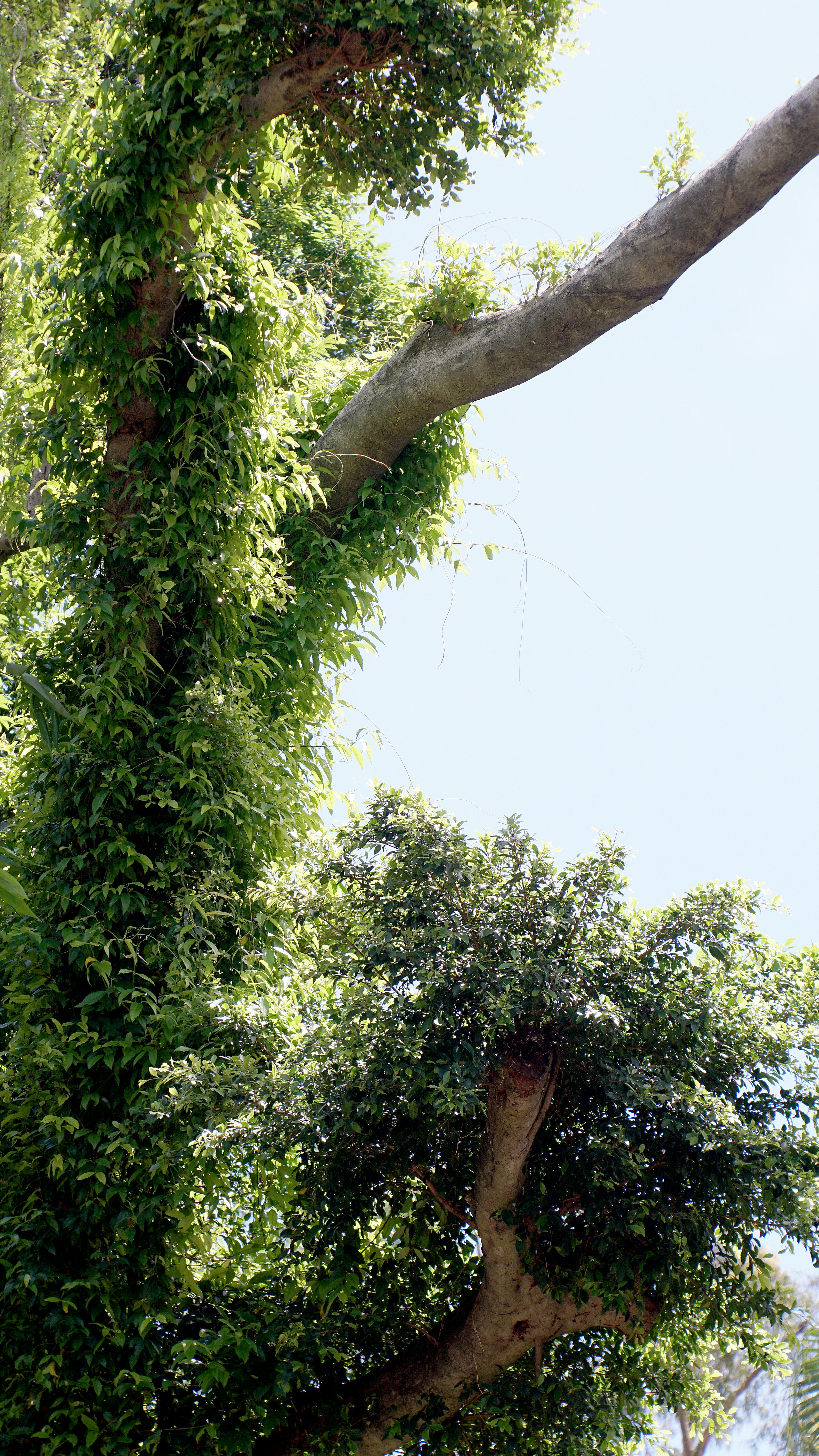Vibrant green vines and leaves entwine around a sturdy tree trunk under a clear sky.