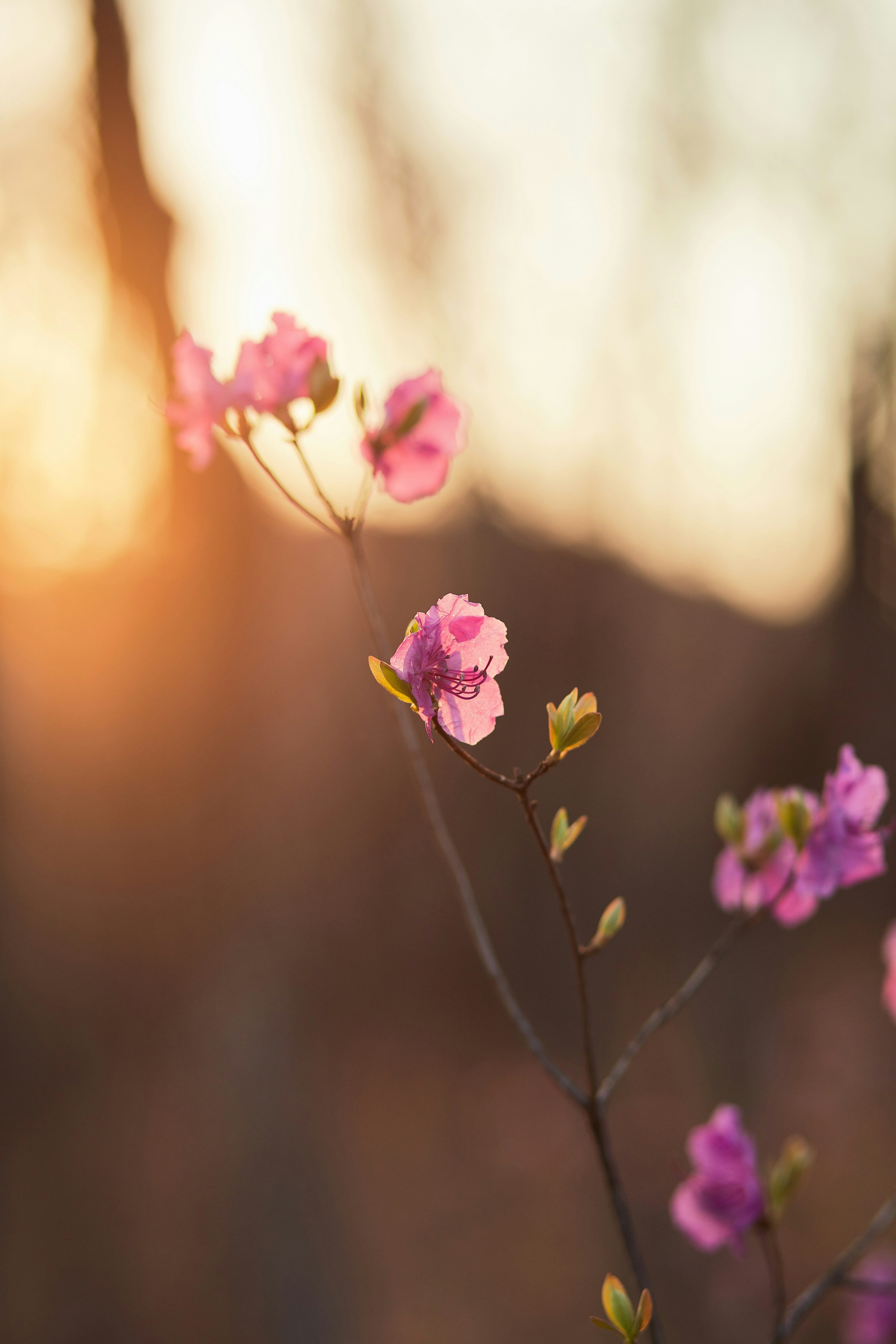 Flowers Background Pictures | Download Free Images on Unsplash