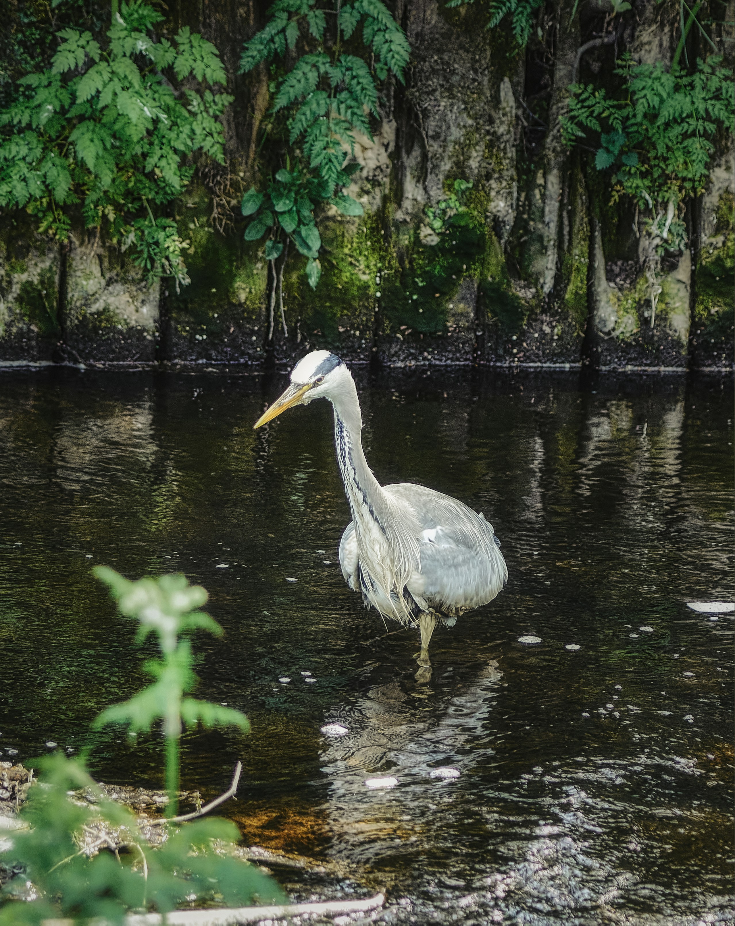 A great heron stands poised in tranquil waters, surrounded by lush greenery and reflections of nature. The scene captures the essence of wildlife in harmony with its environment.