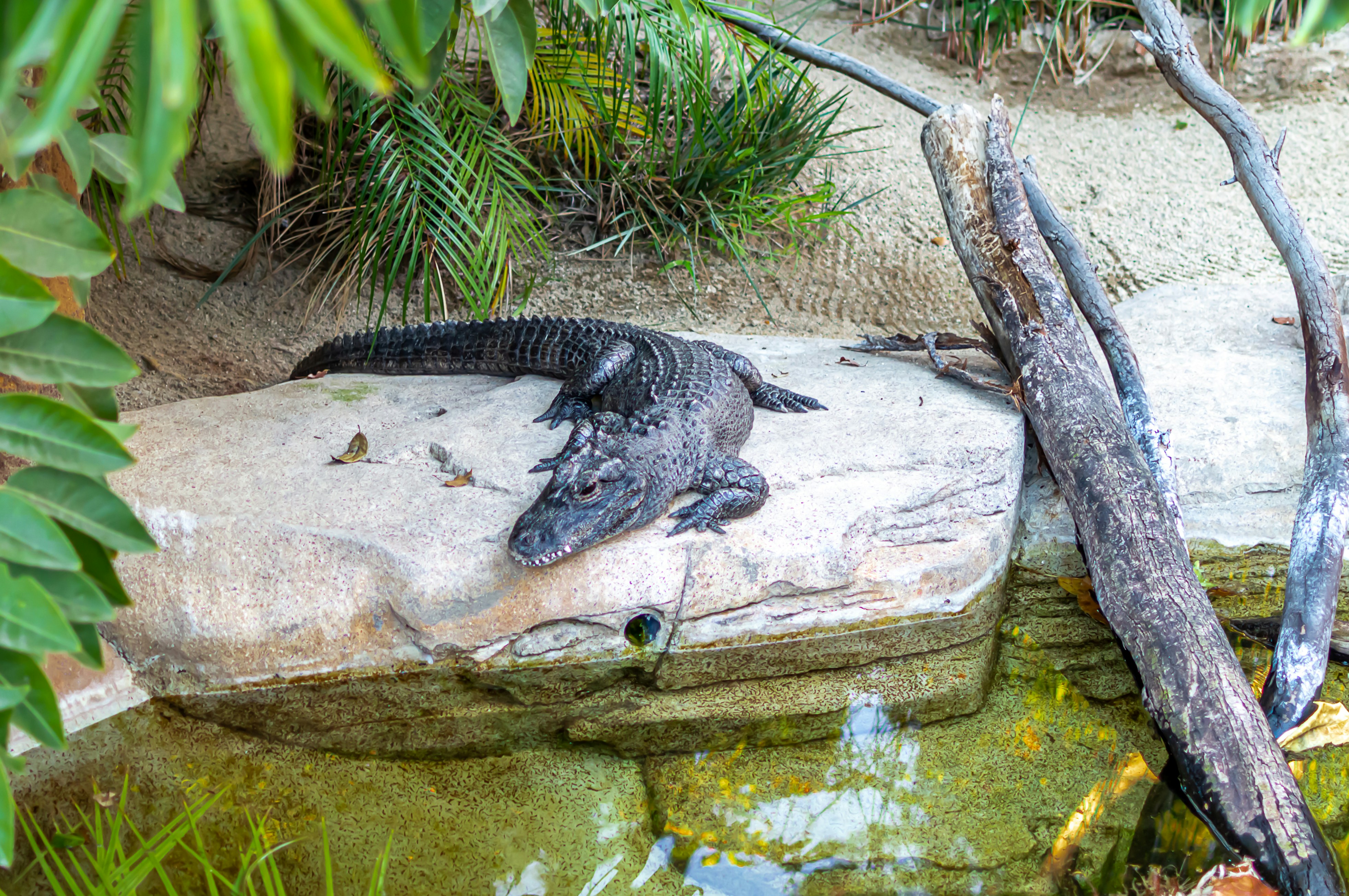 Sunlit Crocodile Repose on Stone by a Quiet Pond