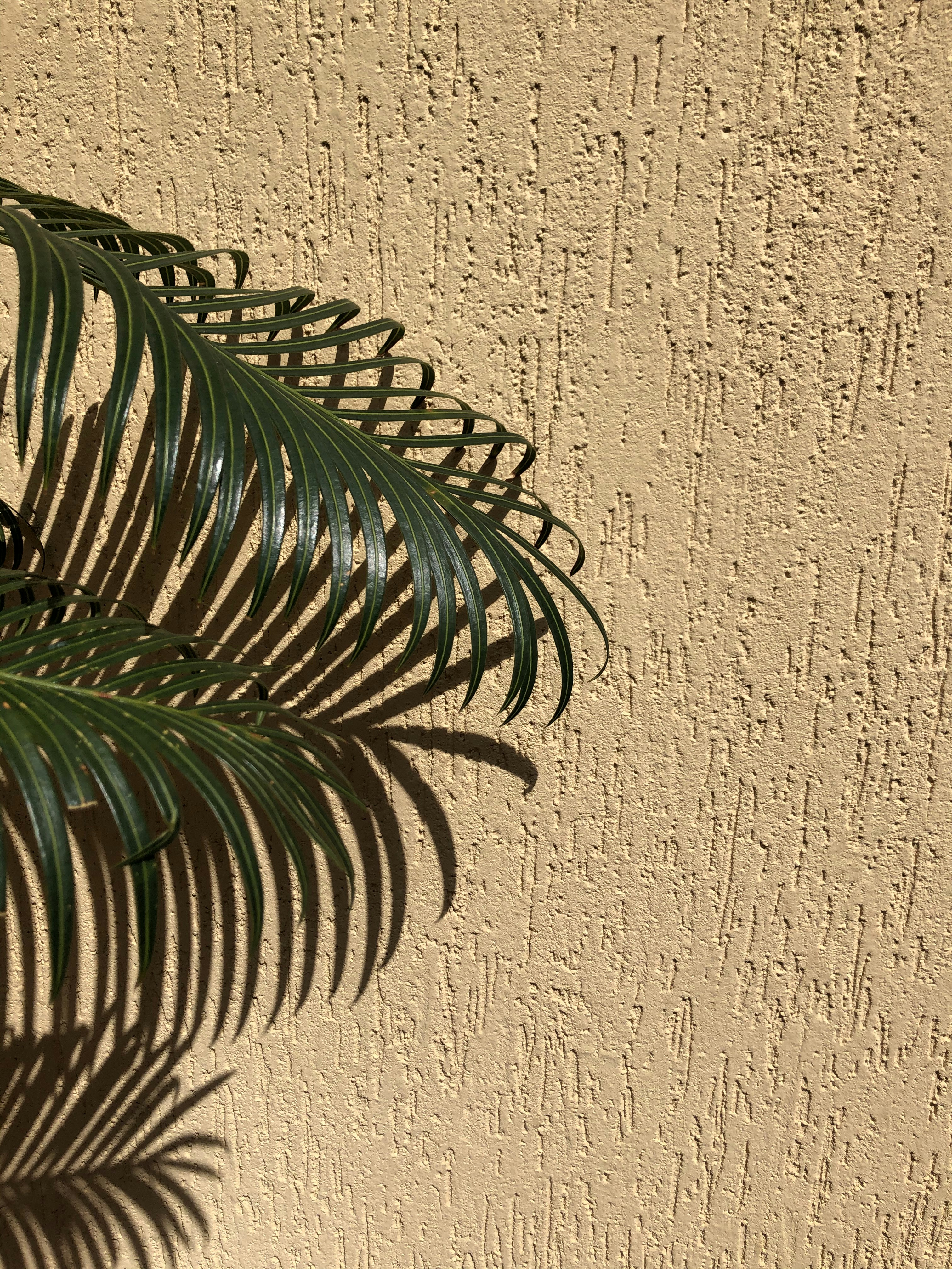 Lush green palm fronds casting intricate shadows on a textured yellow wall.
