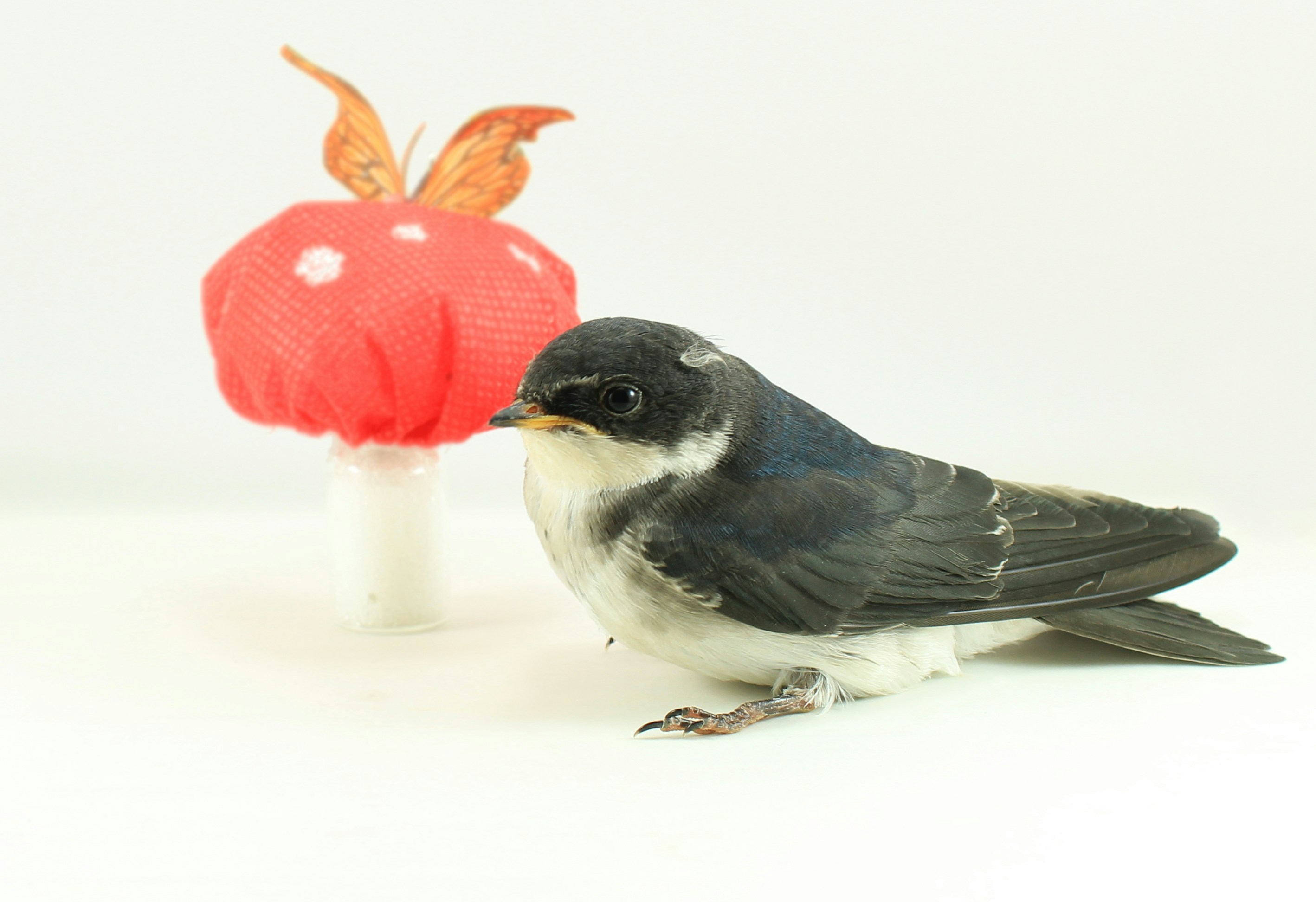 Tiny Swallow on a White Studio Stage Beside a Plush Red Mushroom