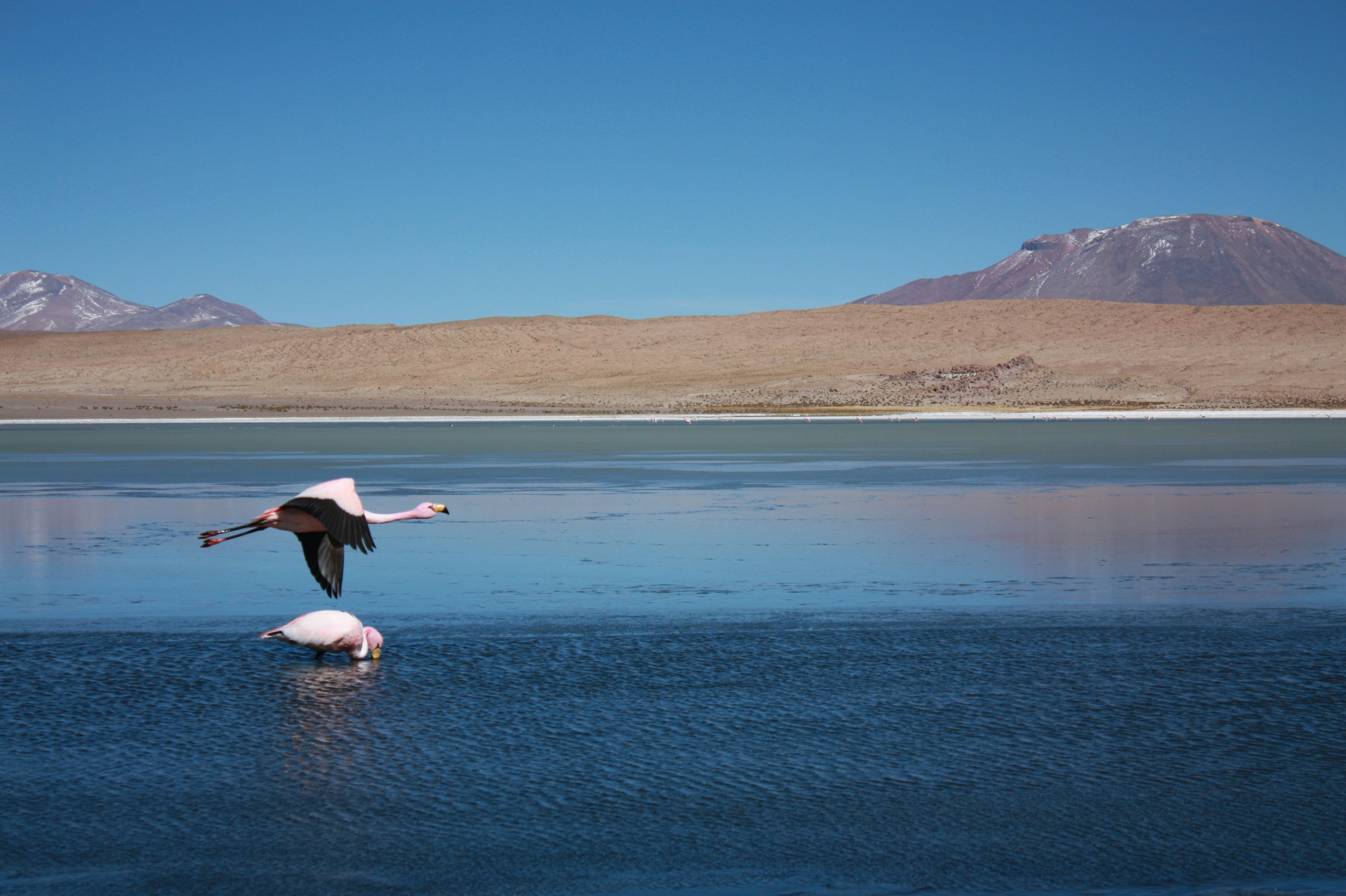 Winged Flamingo Across a Glassy Lake Beneath Desert Hills