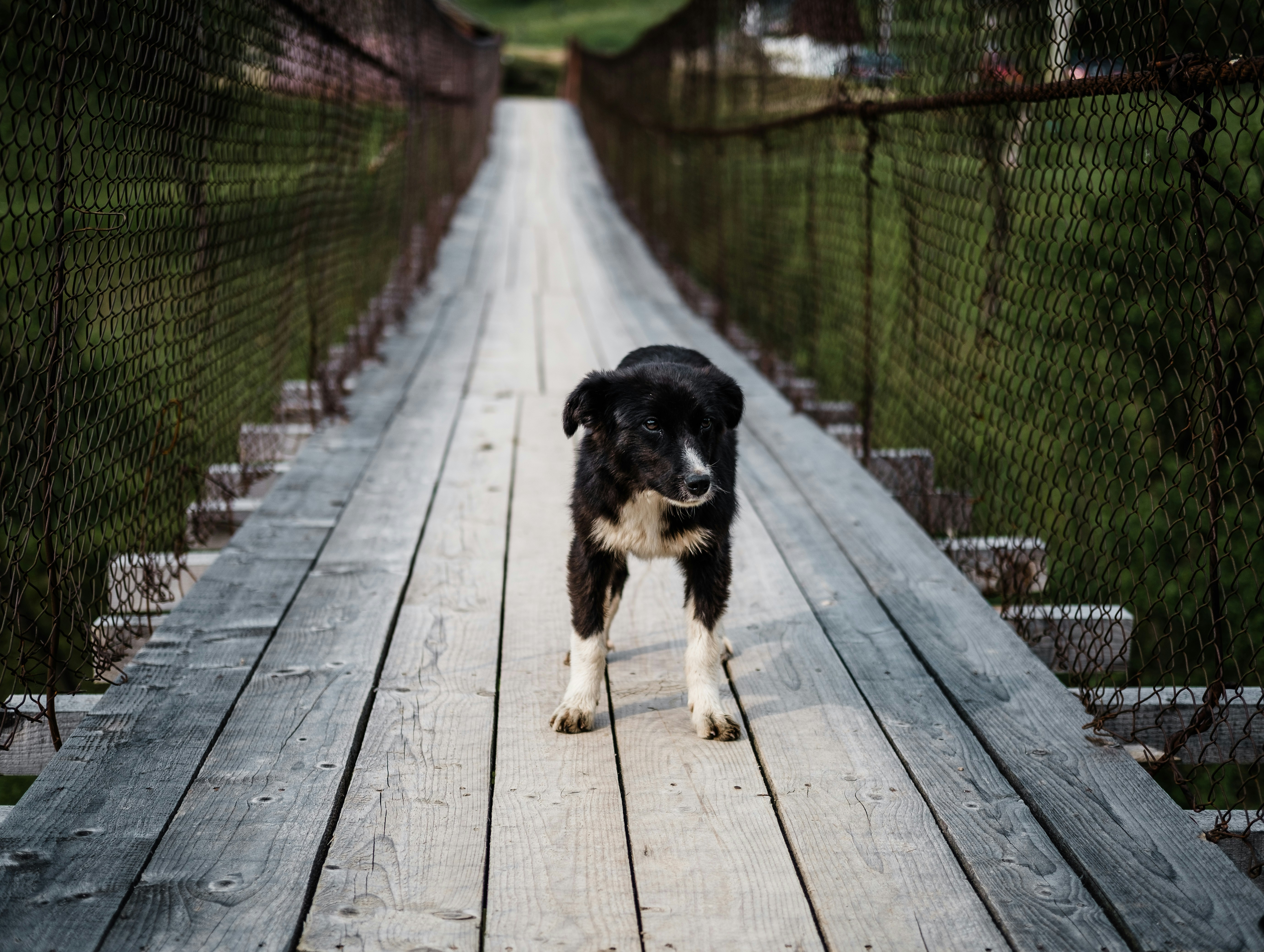 Bridge Walk: A Curious Black-and-White Dog Centers on Weathered Planks