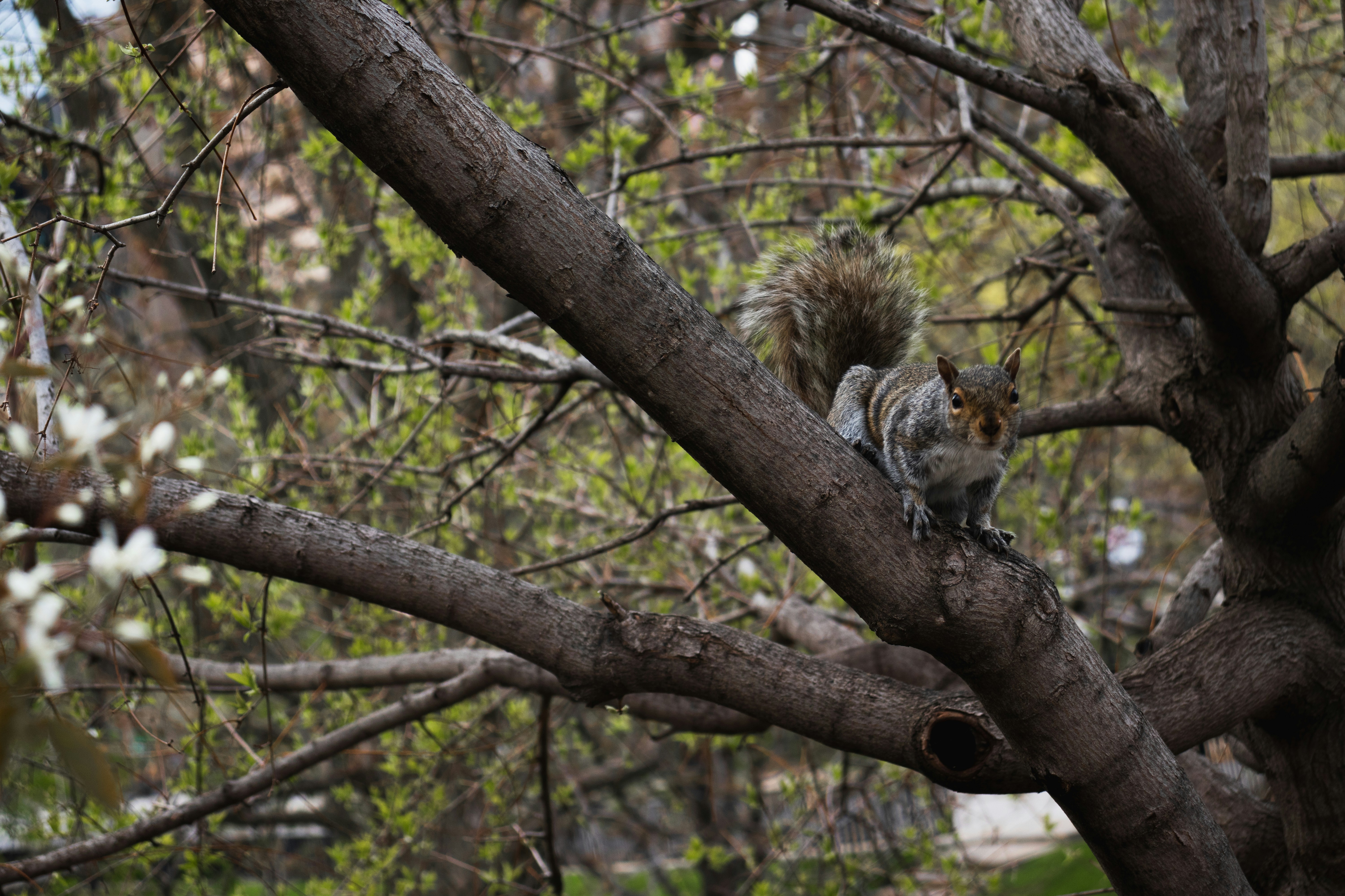 Squirrel Spotlight: A Curious Scamp Perched Among Spring Branches