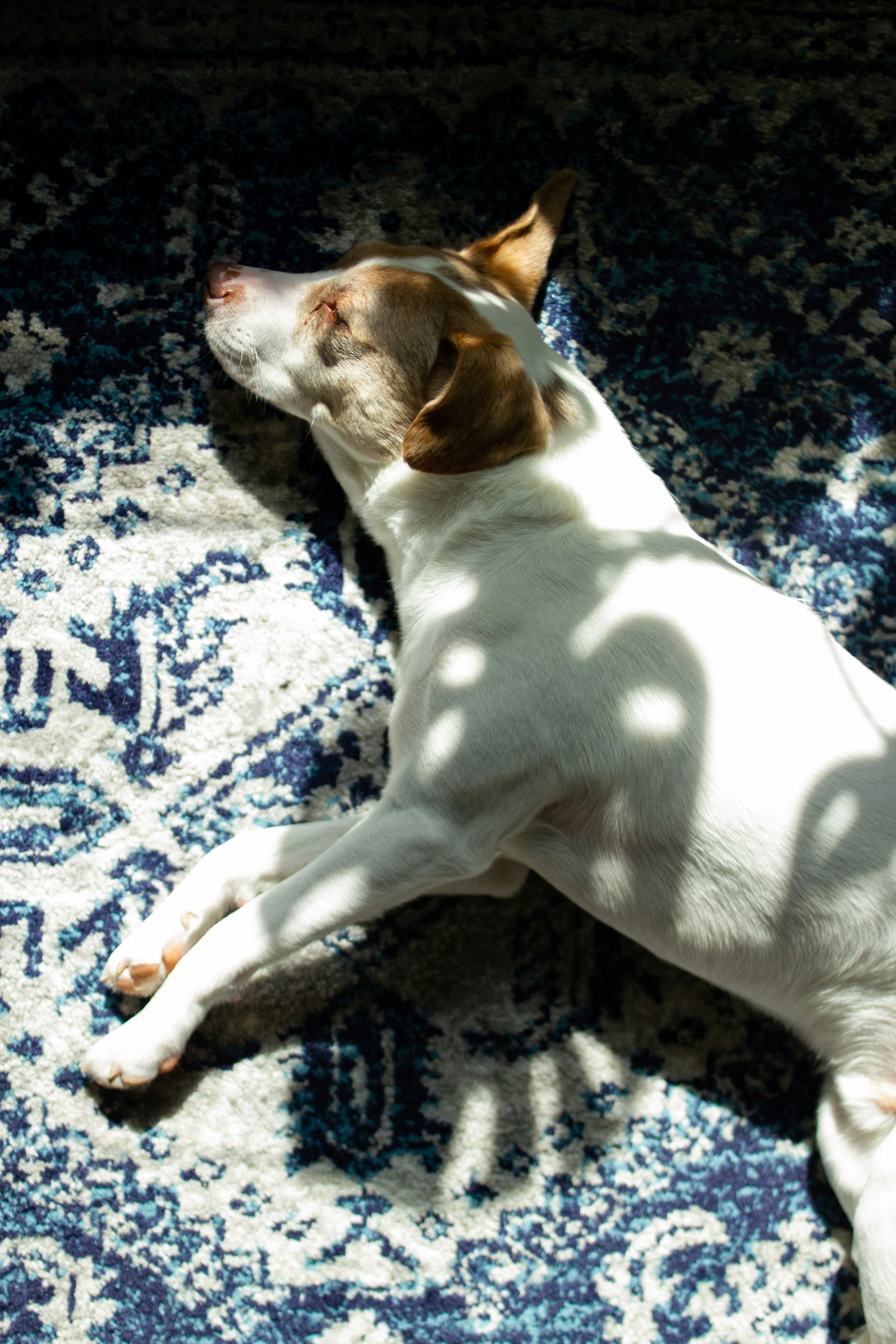 A relaxed dog basking in sunlight on a patterned rug, with playful shadows dancing around it.