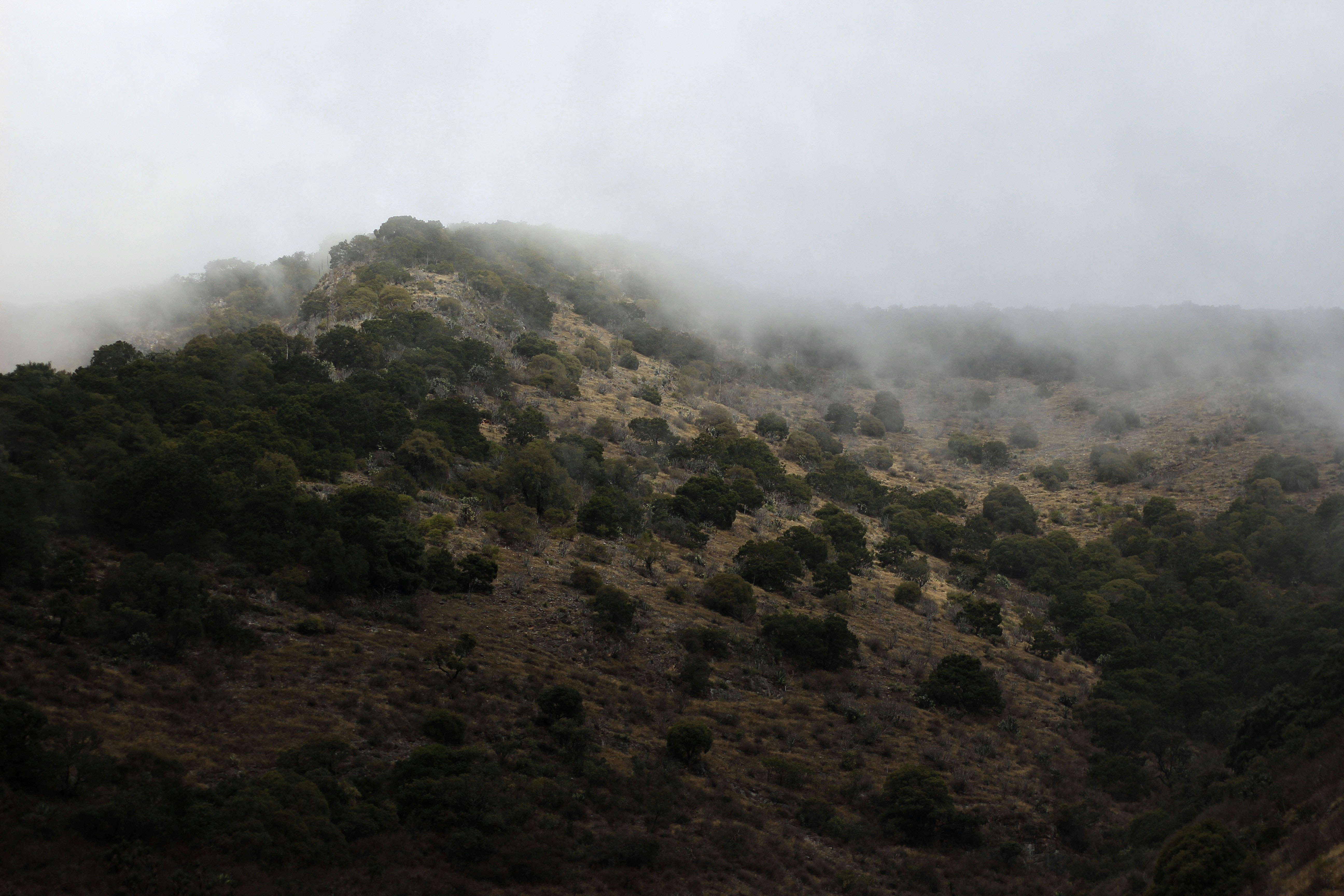 Fog drifts over a lush, green mountain landscape with scattered trees.