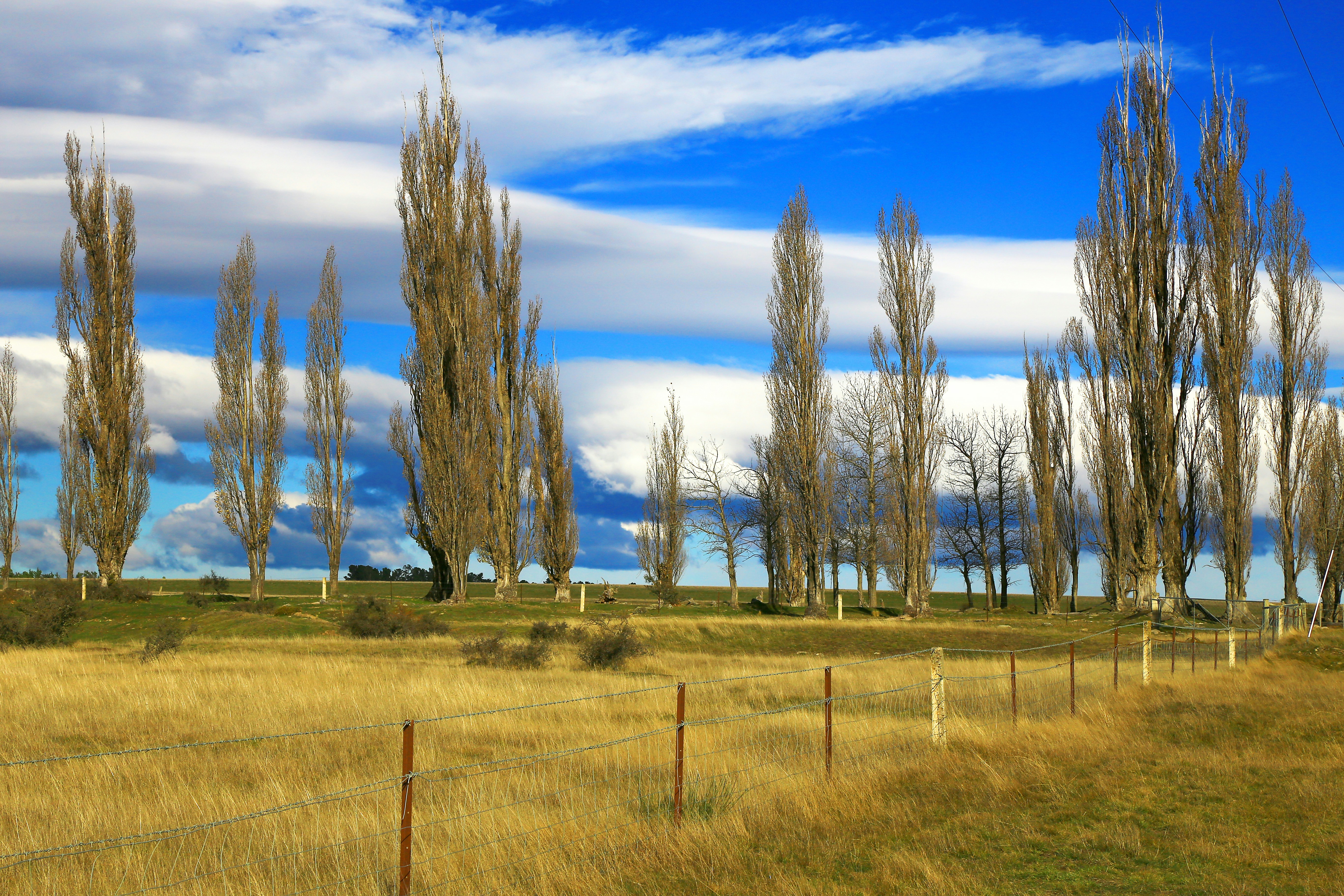 Line of Willowy Poplars Along a Fenced Prairie Under a Striped Sky