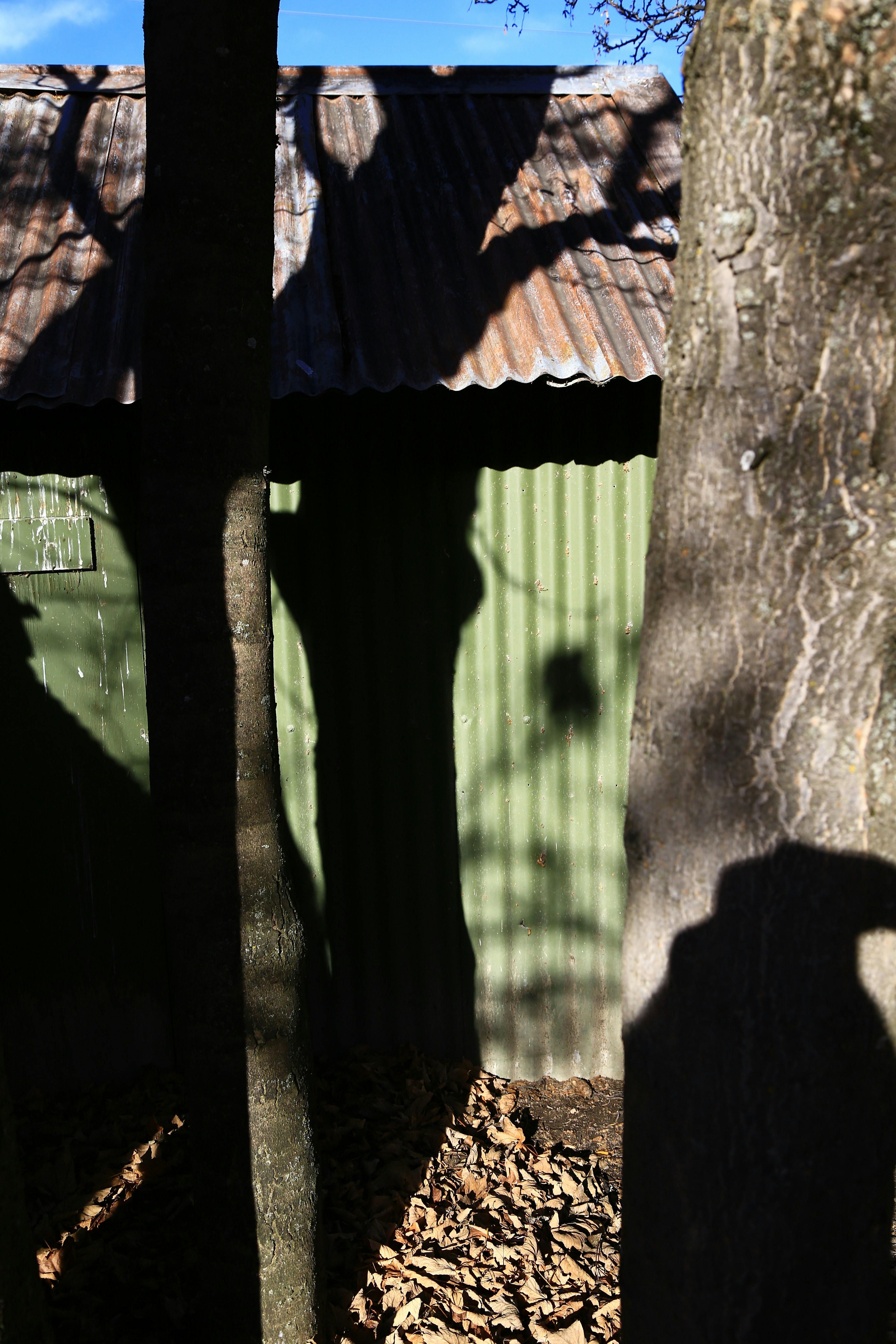 Play of shadows cast by trees on a green corrugated wall with a rustic roof, surrounded by fallen leaves.