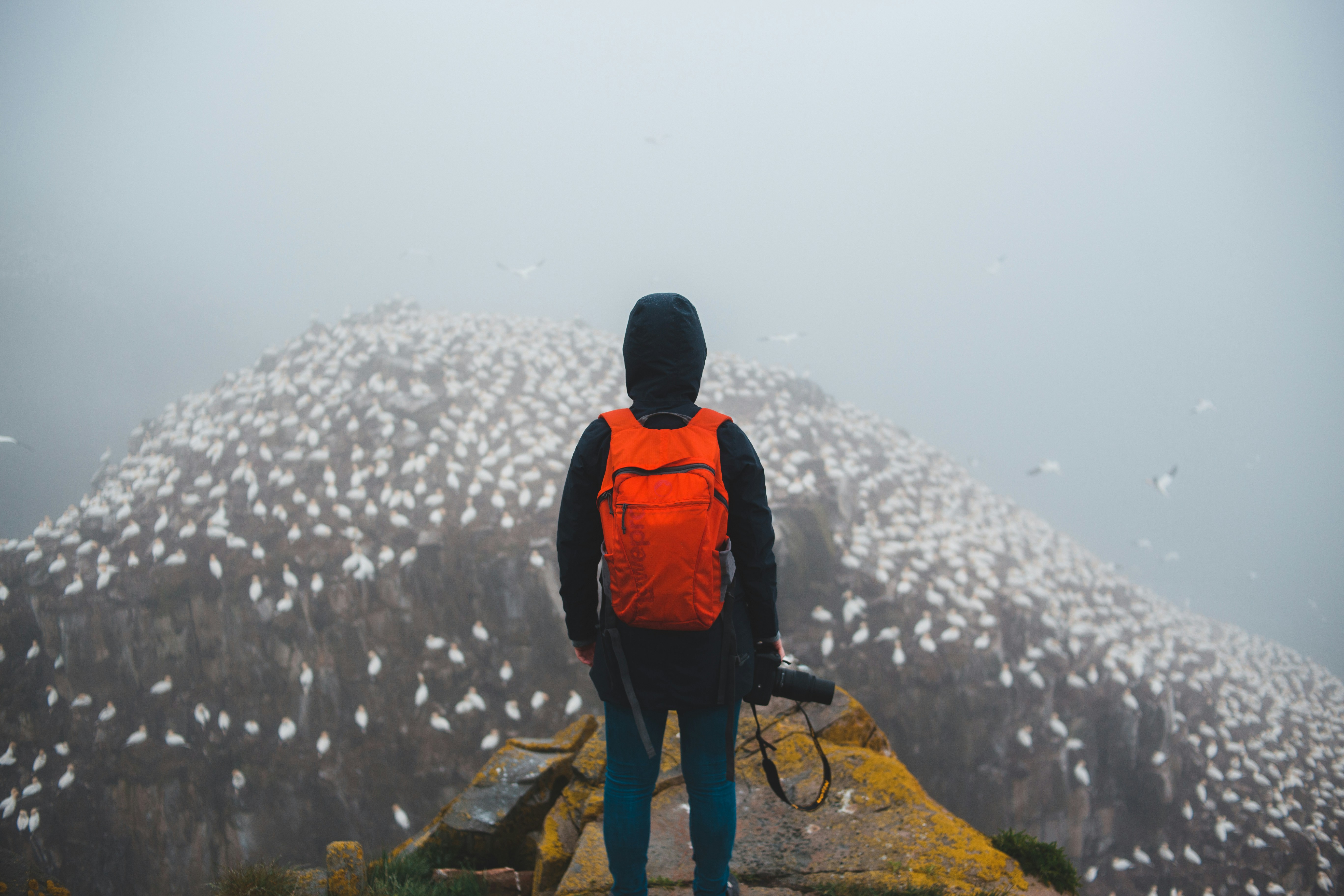 Navigator at the Mist-Blanked Ridge