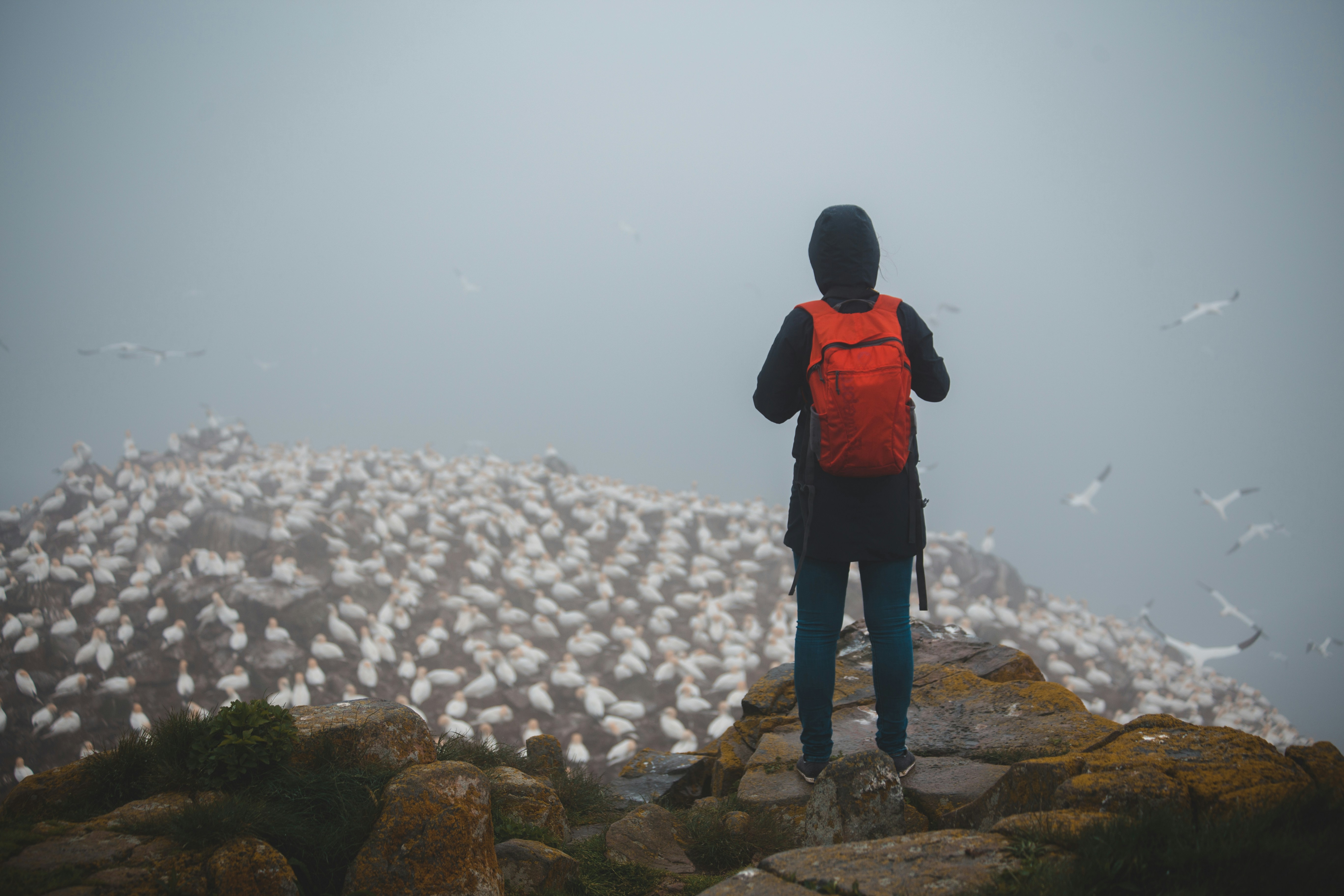 Climber in the Mist Beside the Sea of Gulls