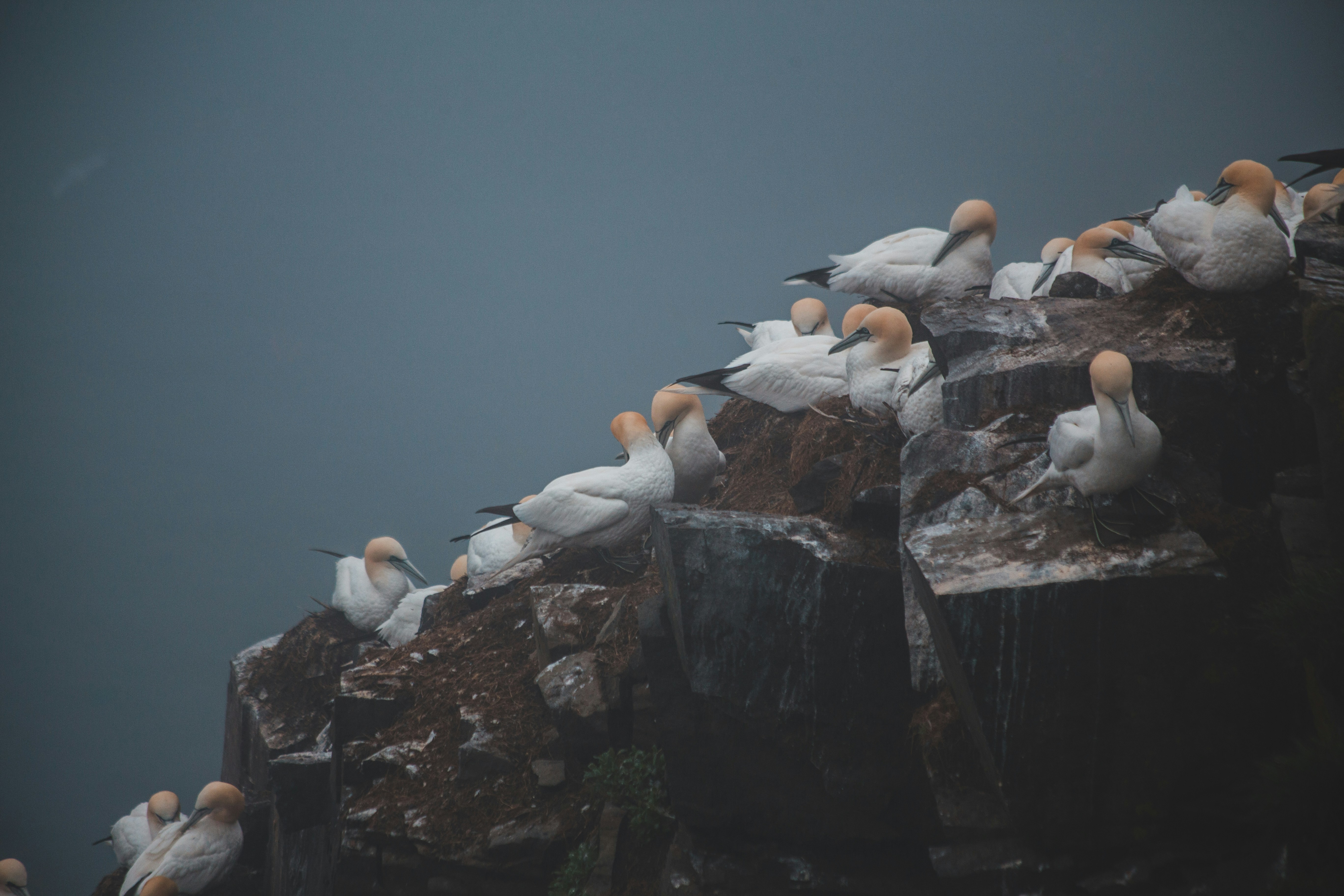 Flock of birds on rock photo – Free Animal Image on Unsplash