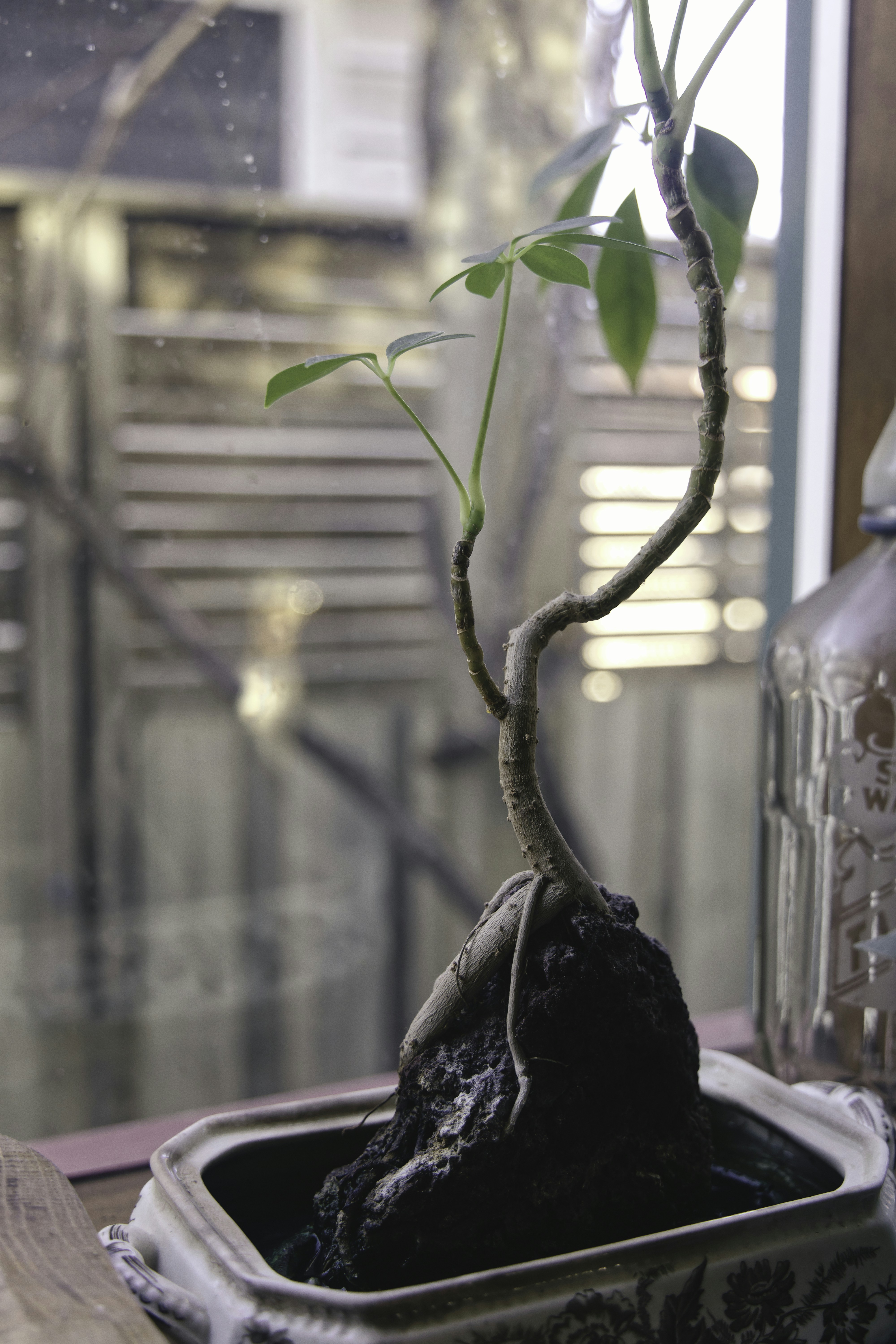 Ascendant Bonsai: A Winding Trunk Framed by Window Light