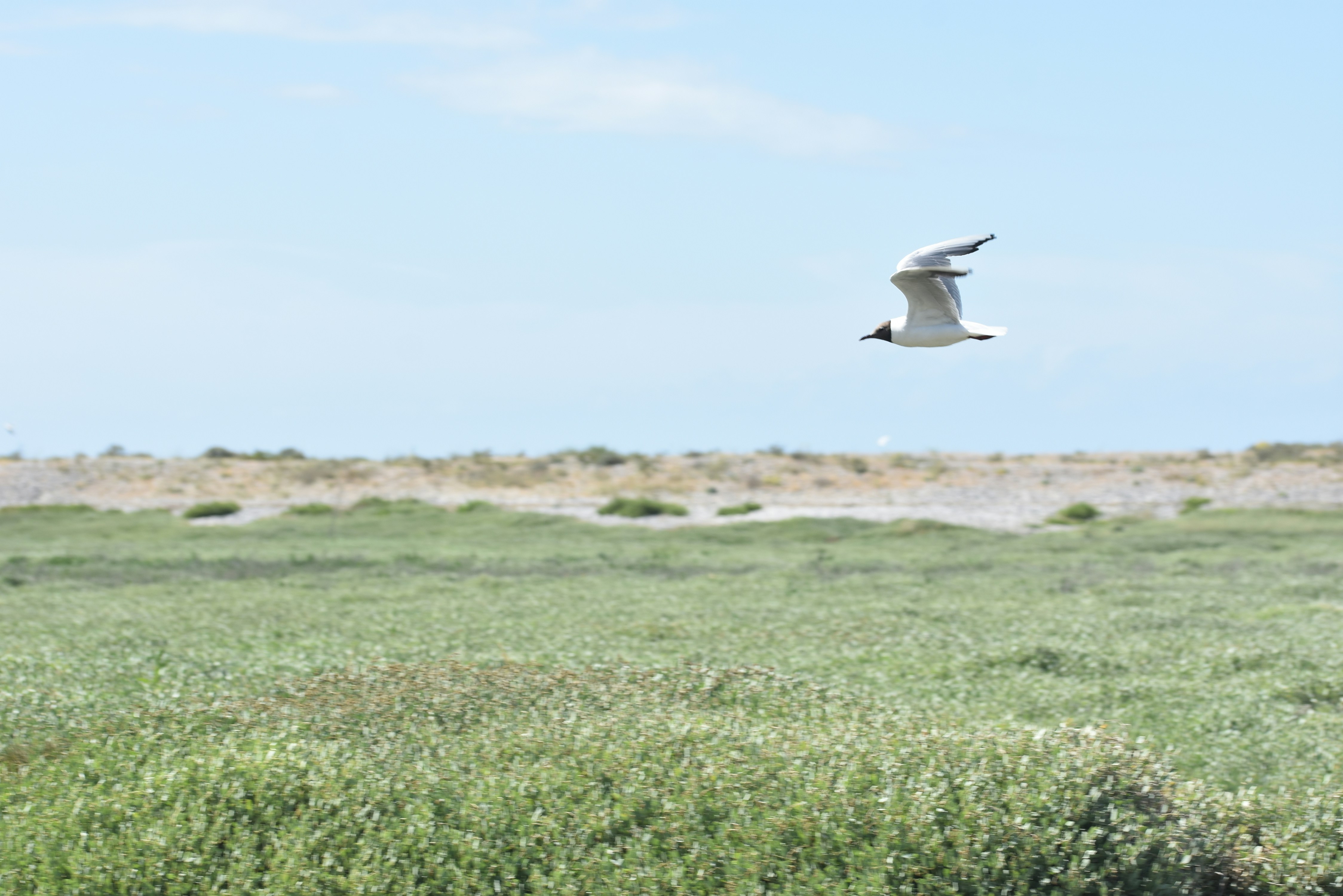 White bird flying over green grass field during daytime photo – Free ...