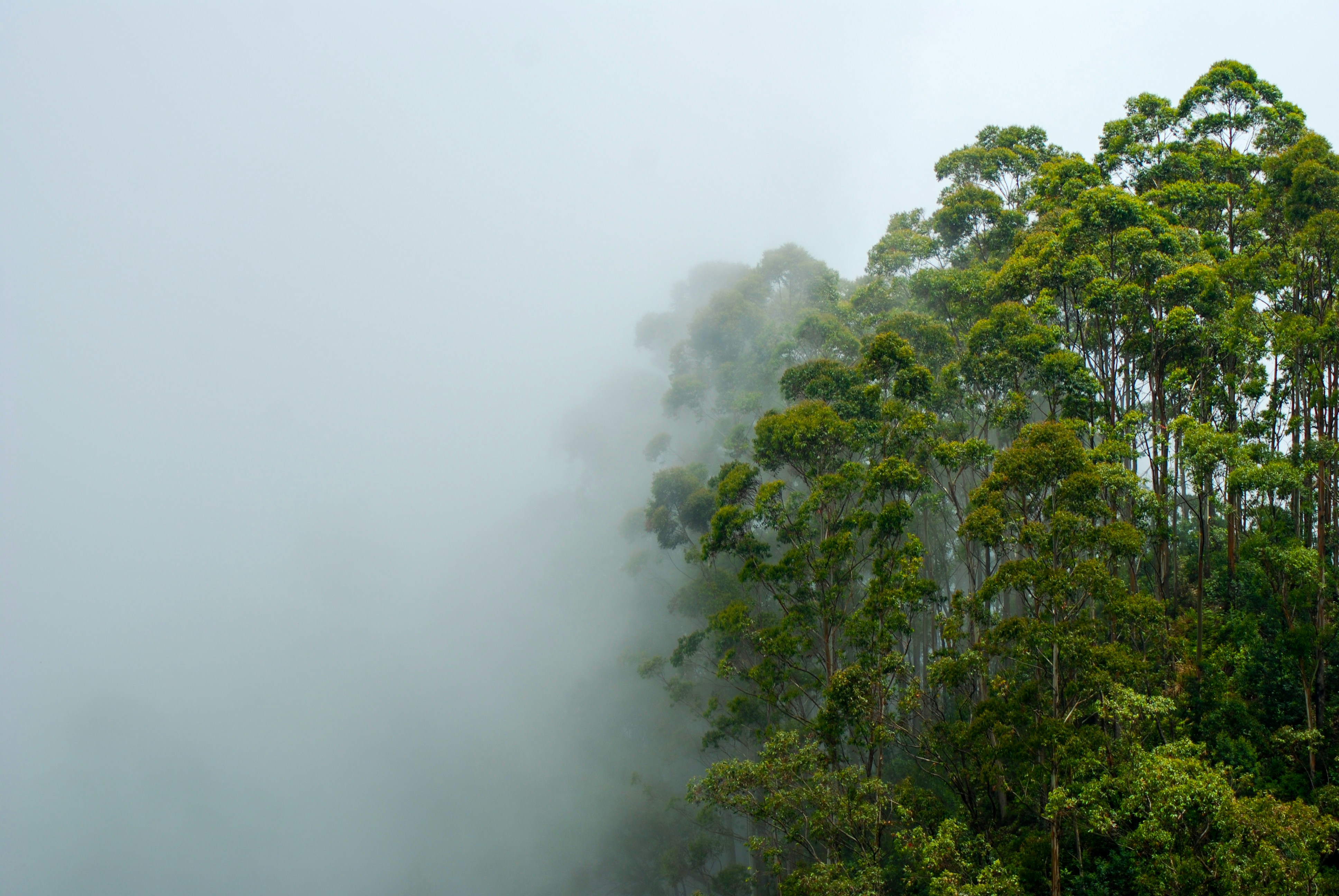 Tall green trees emerging from thick fog under a pale sky.