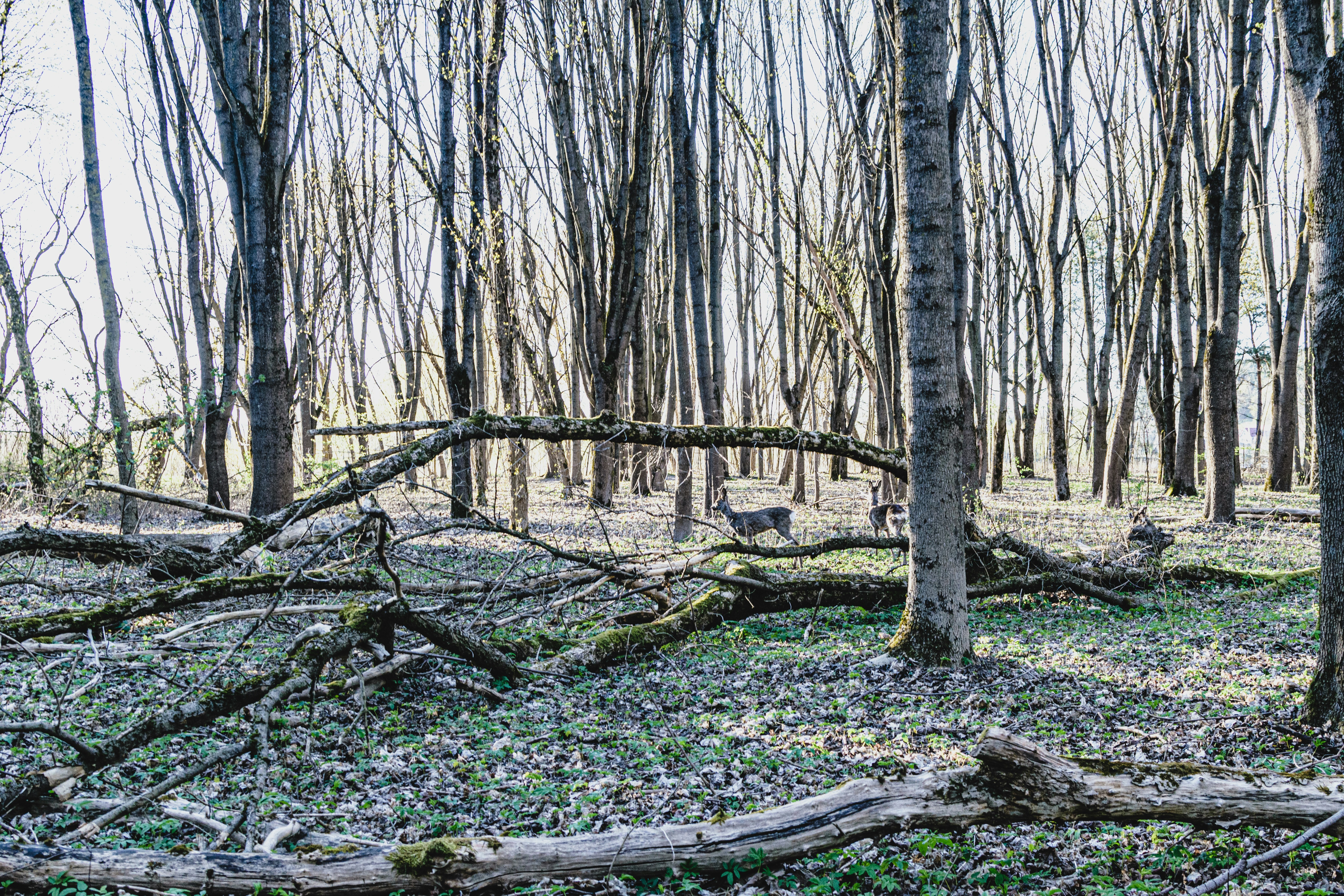 Forest in the morning with some deer in the background.