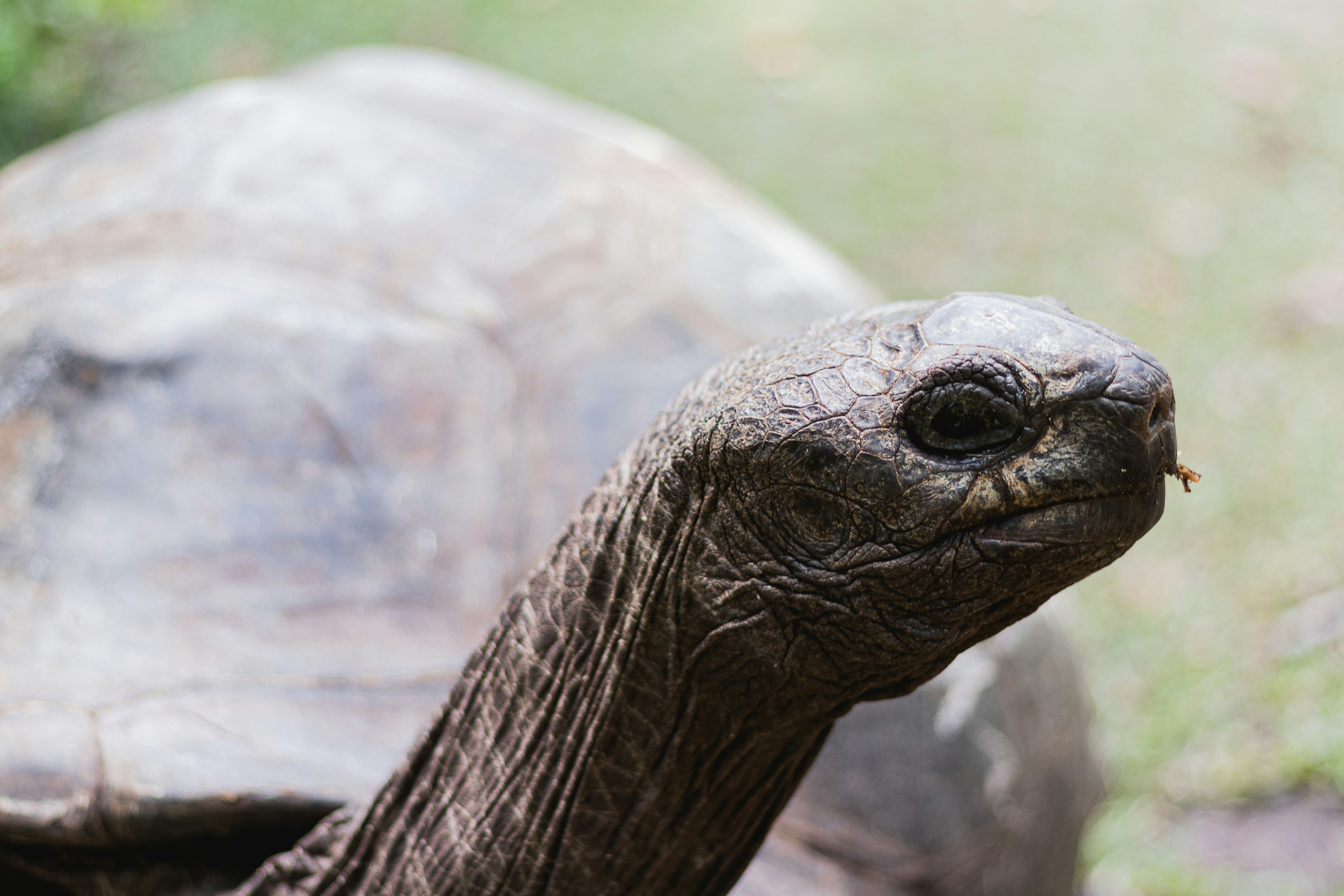 Close-up of a tortoise's head showcasing its textured skin and expressive eyes, set against a blurred natural background.