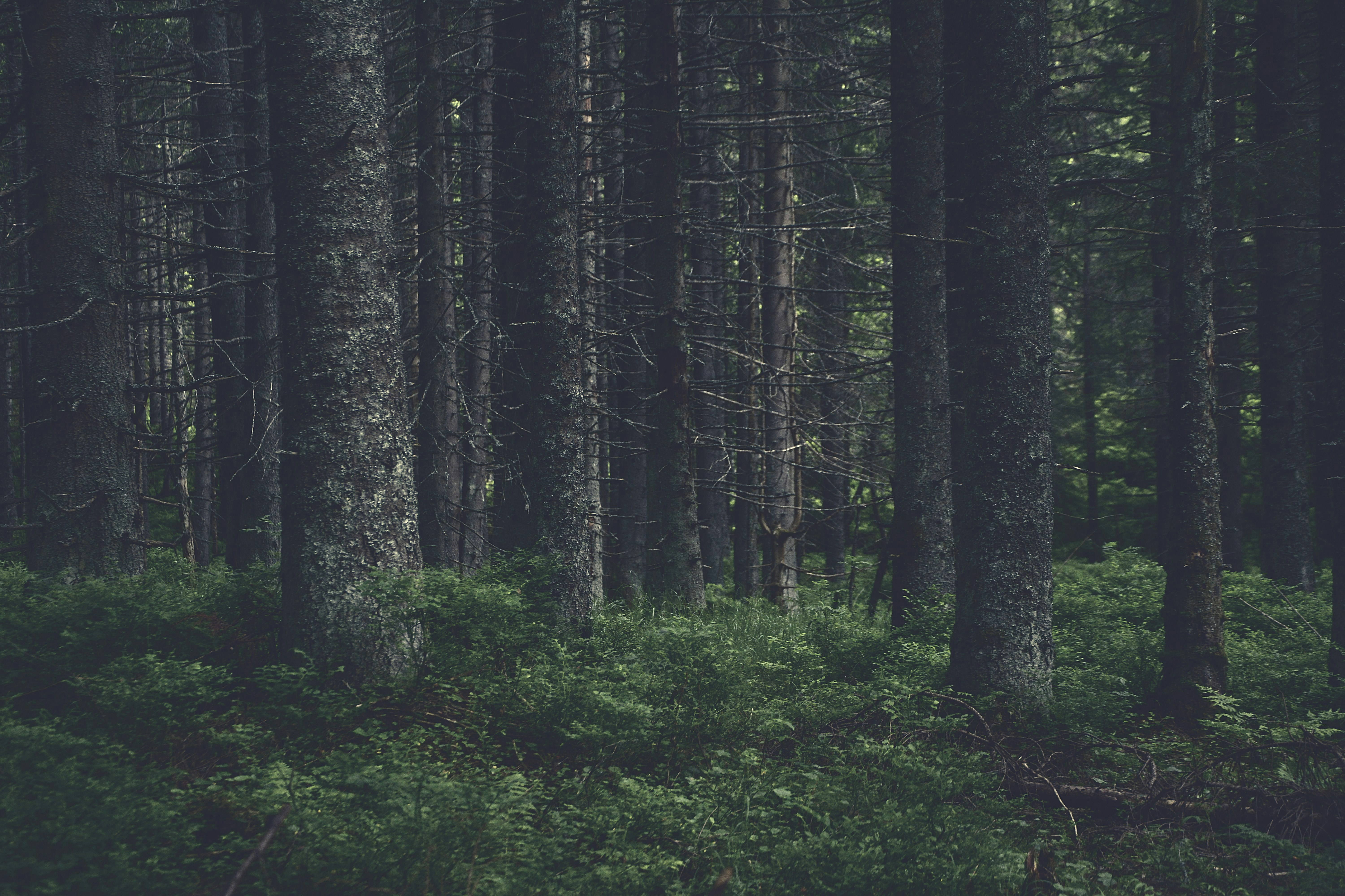 Unsplash Forest