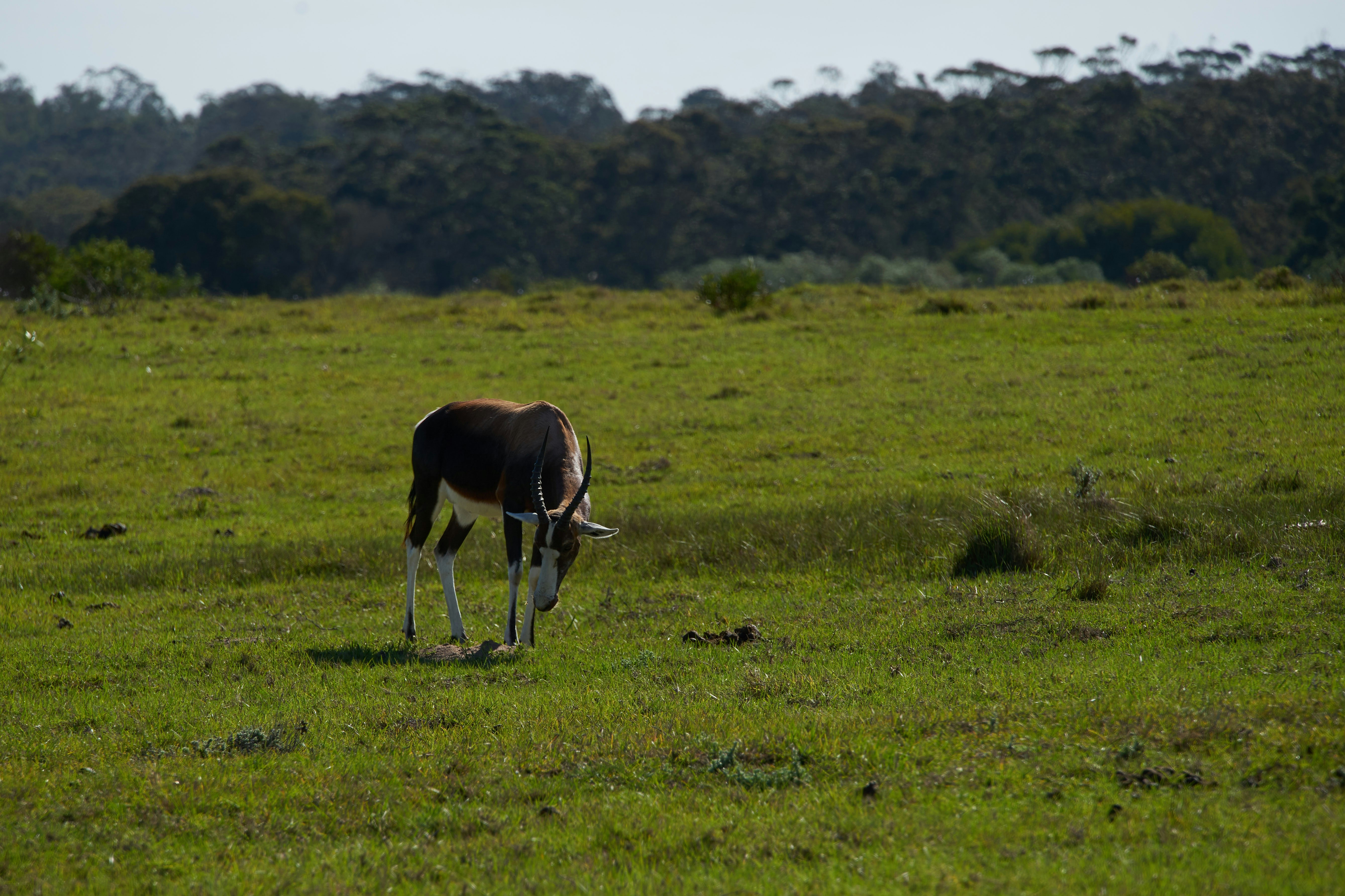 An antelope foraging on a lush green field under a clear sky, surrounded by a serene landscape.