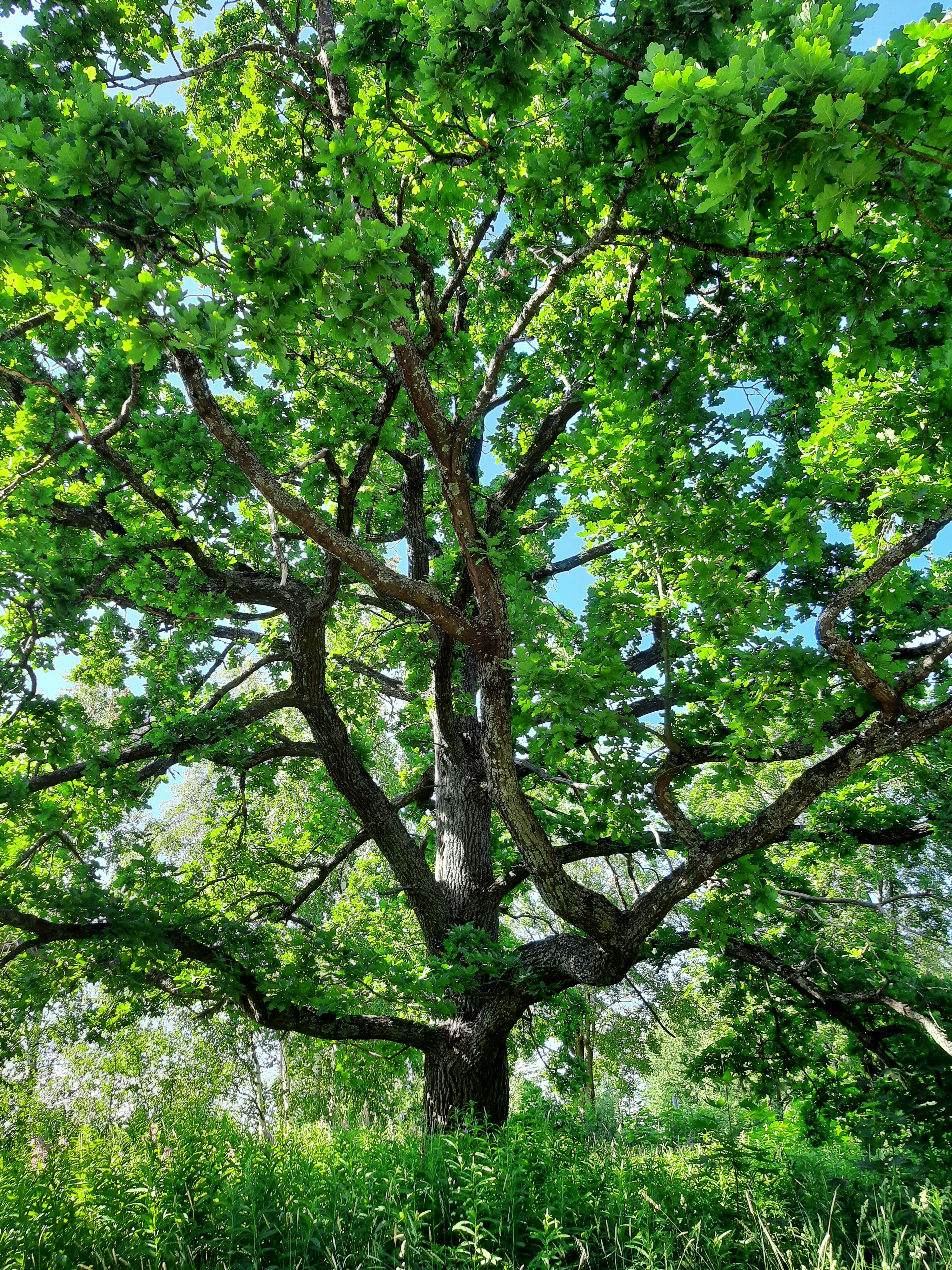 Oak tree at Tampere , Finland | green tree under blue sky during daytime