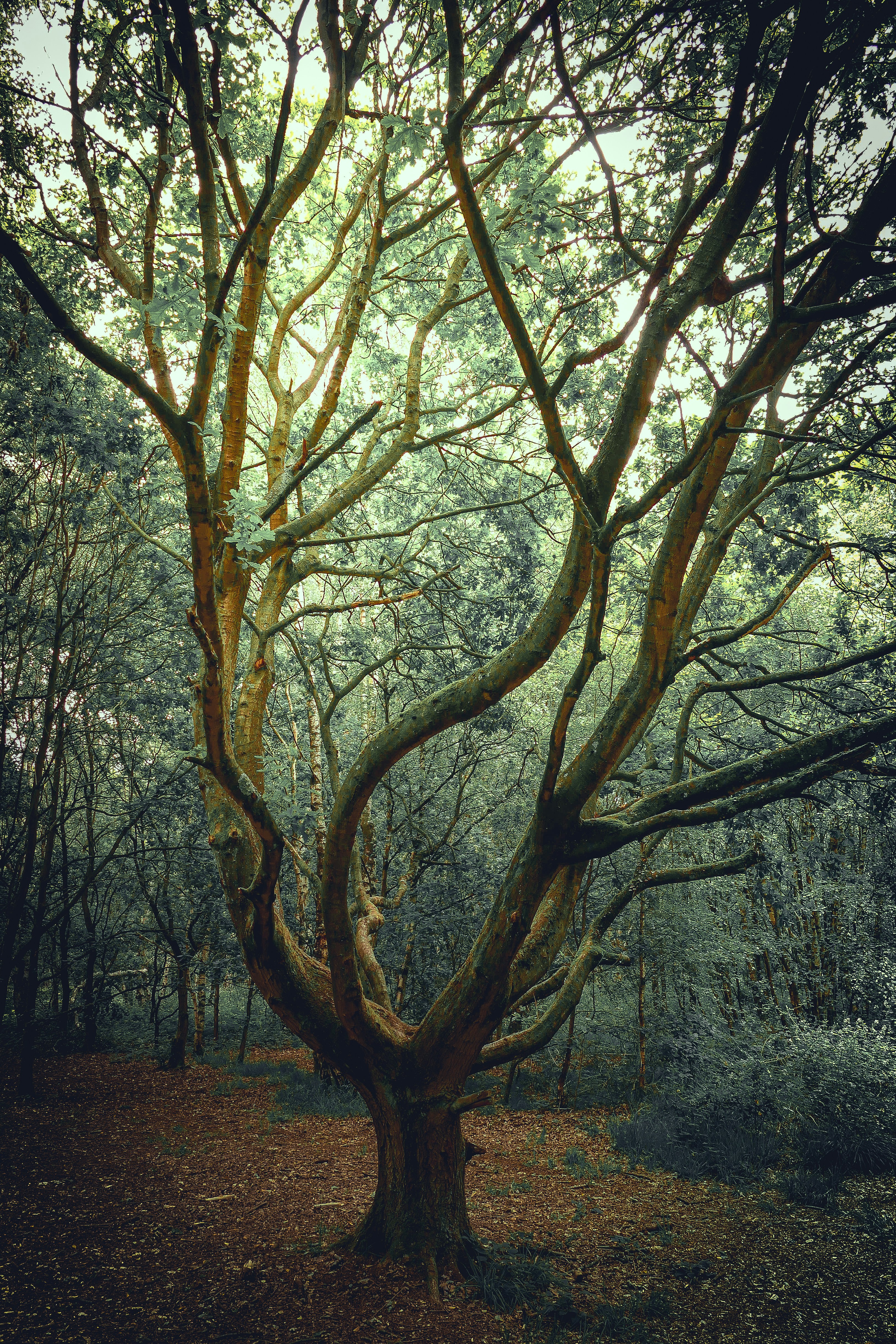 Whispers of the Ancient Grove