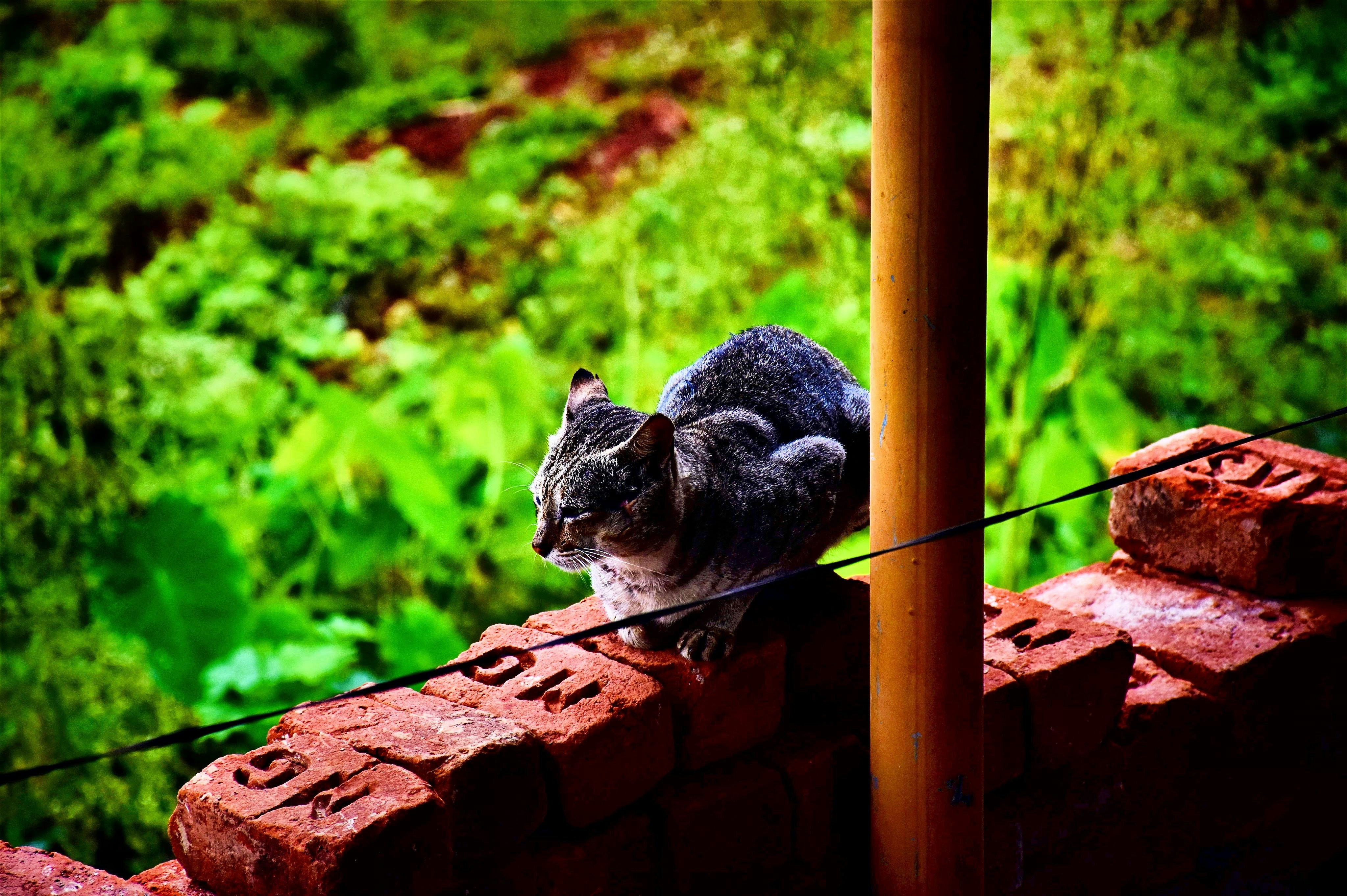 Sunlit Sentinel: Cat on a Brick Ledge Beside a Yellow Post