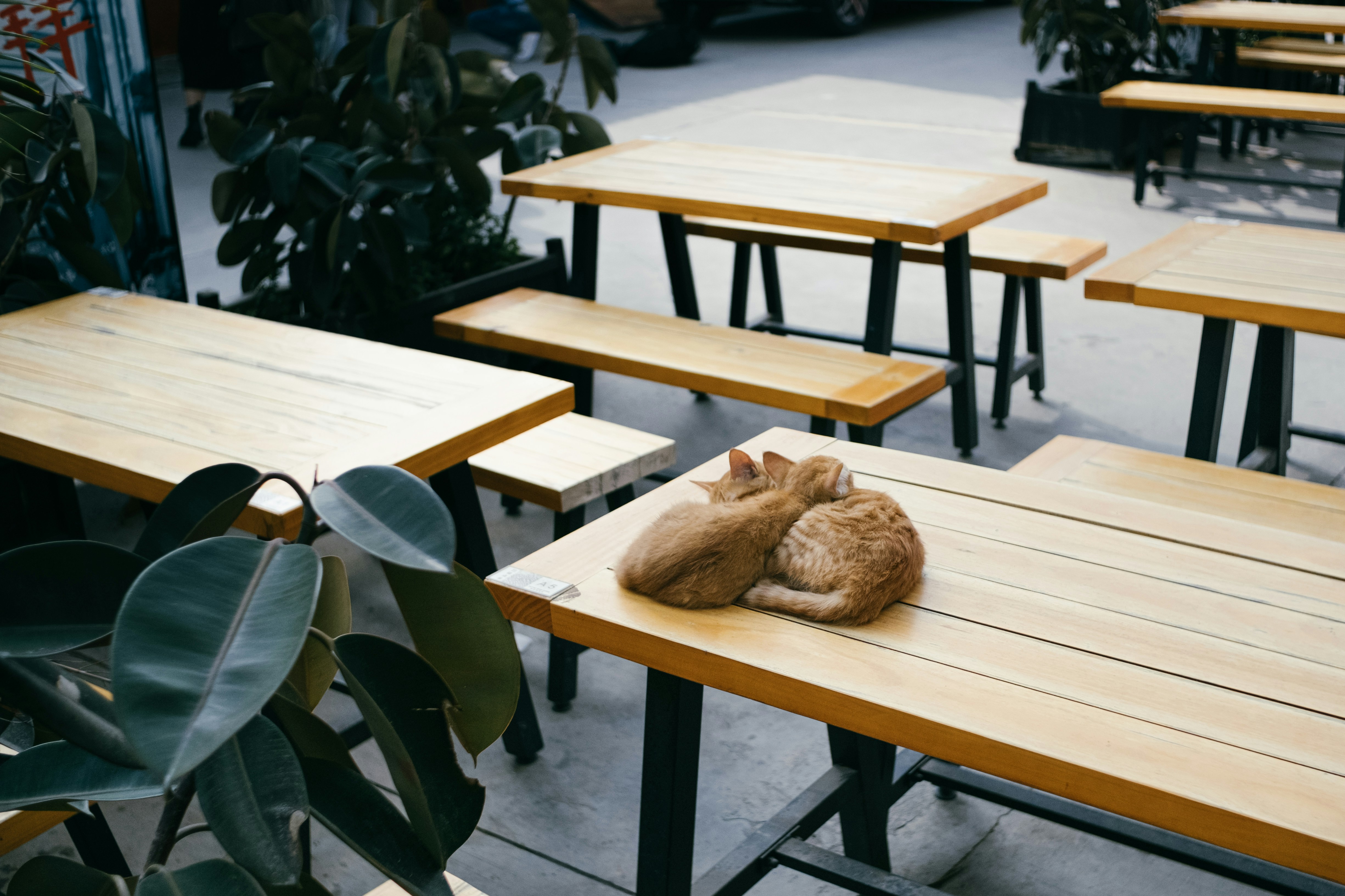 Nap in the Urban Café: Ginger Cat Dozes on a Wooden Table