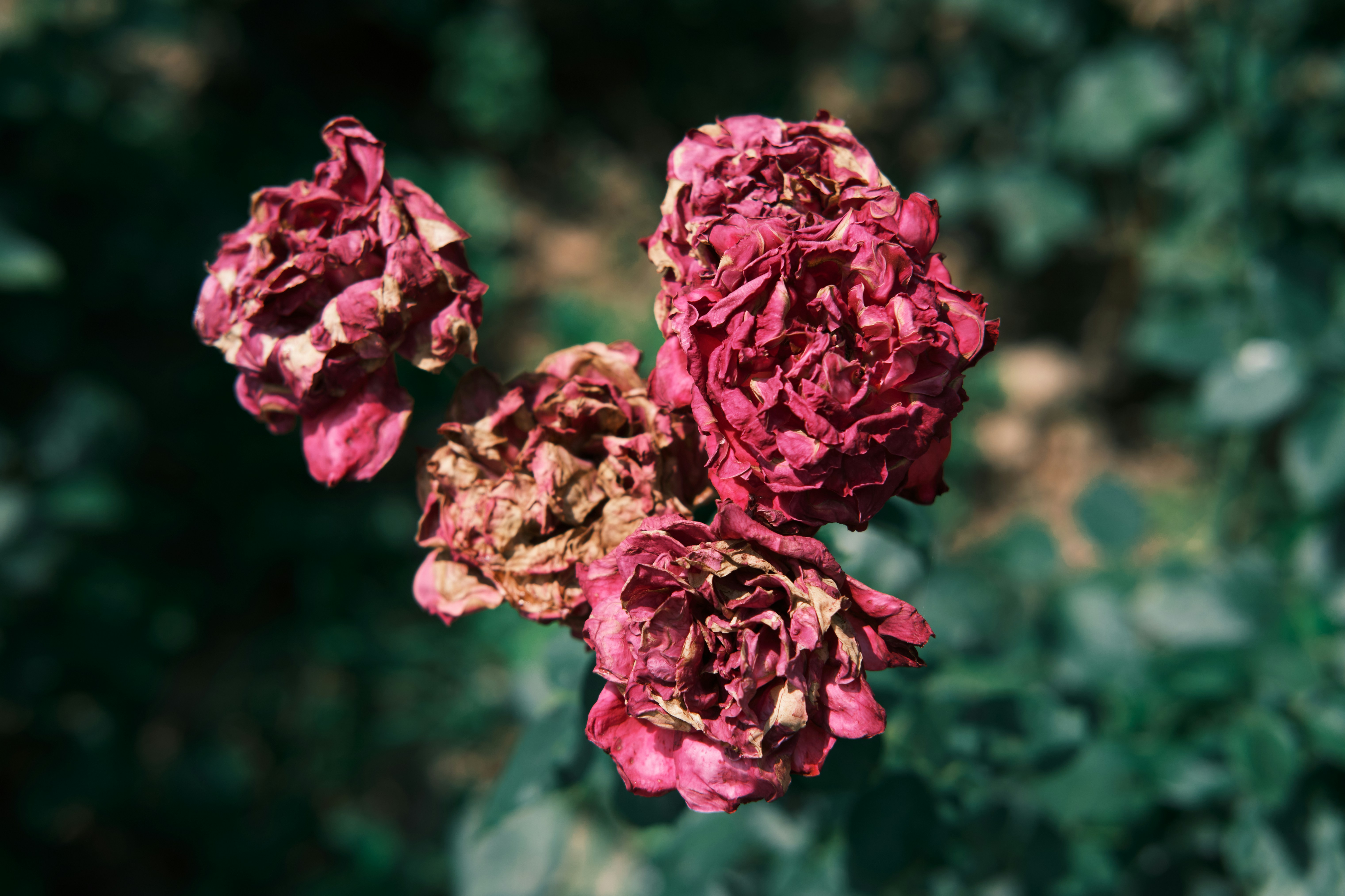 pink flowers in tilt shift lens